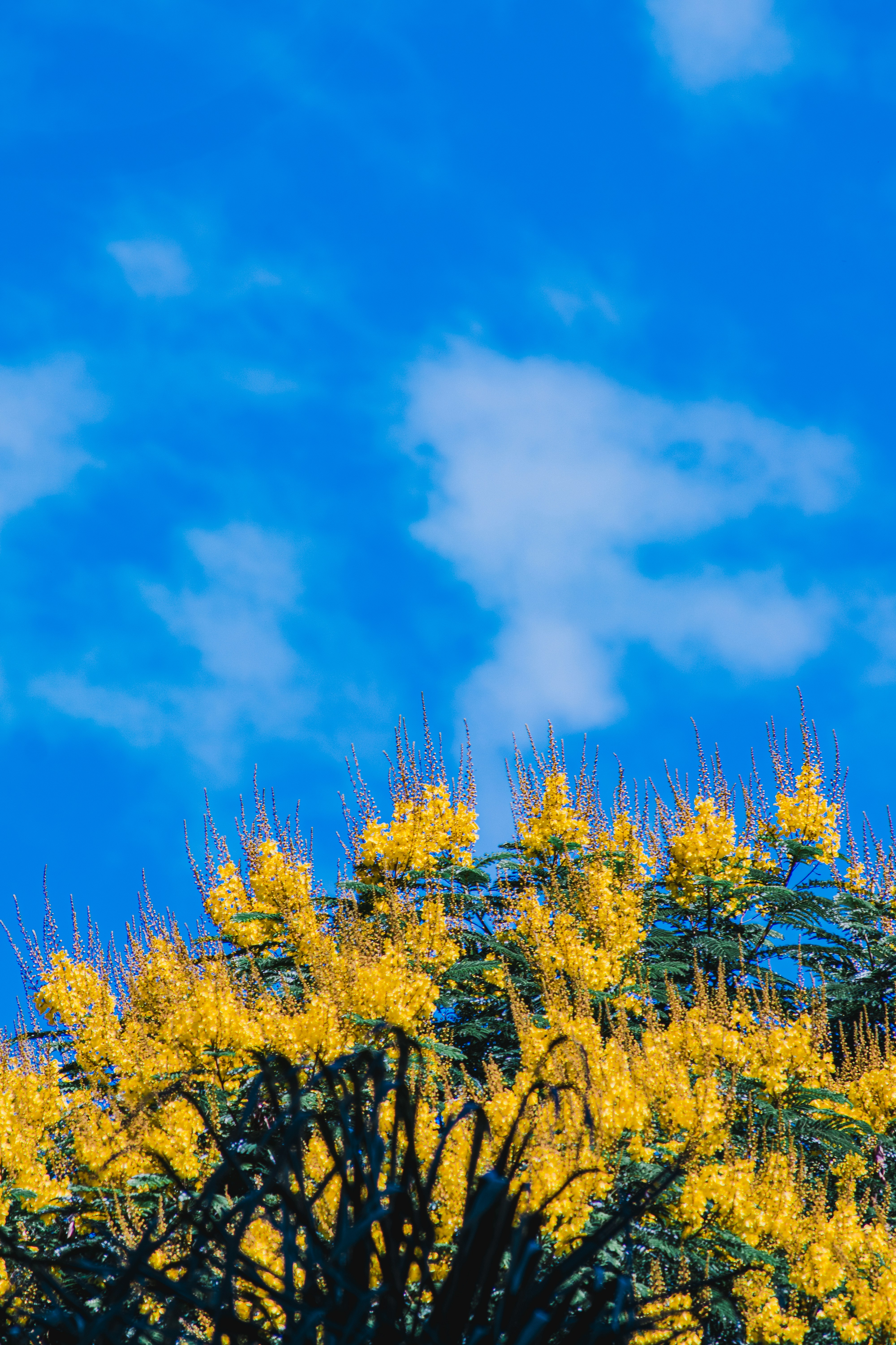yellow flowers under blue sky