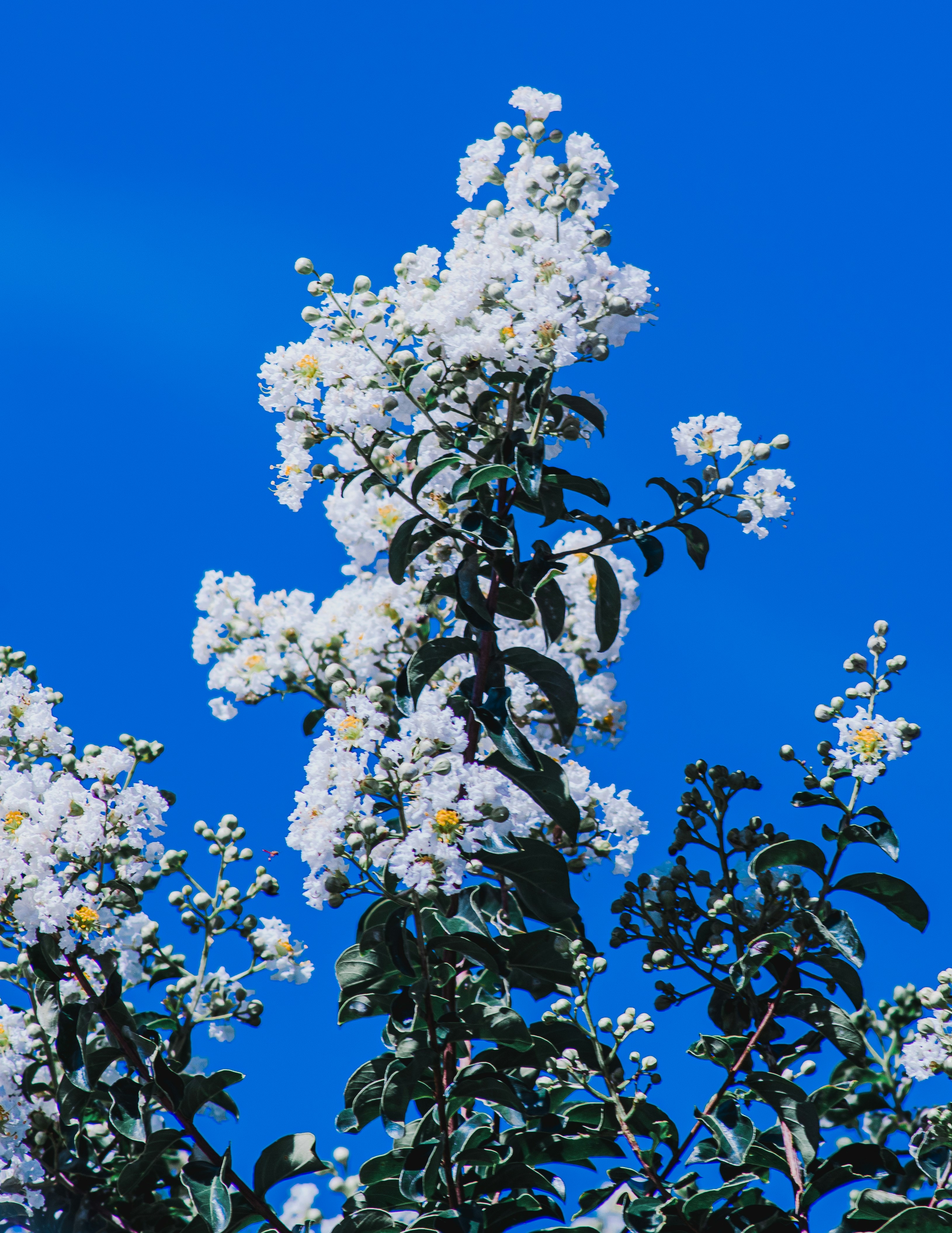 Blossoms Against Azure