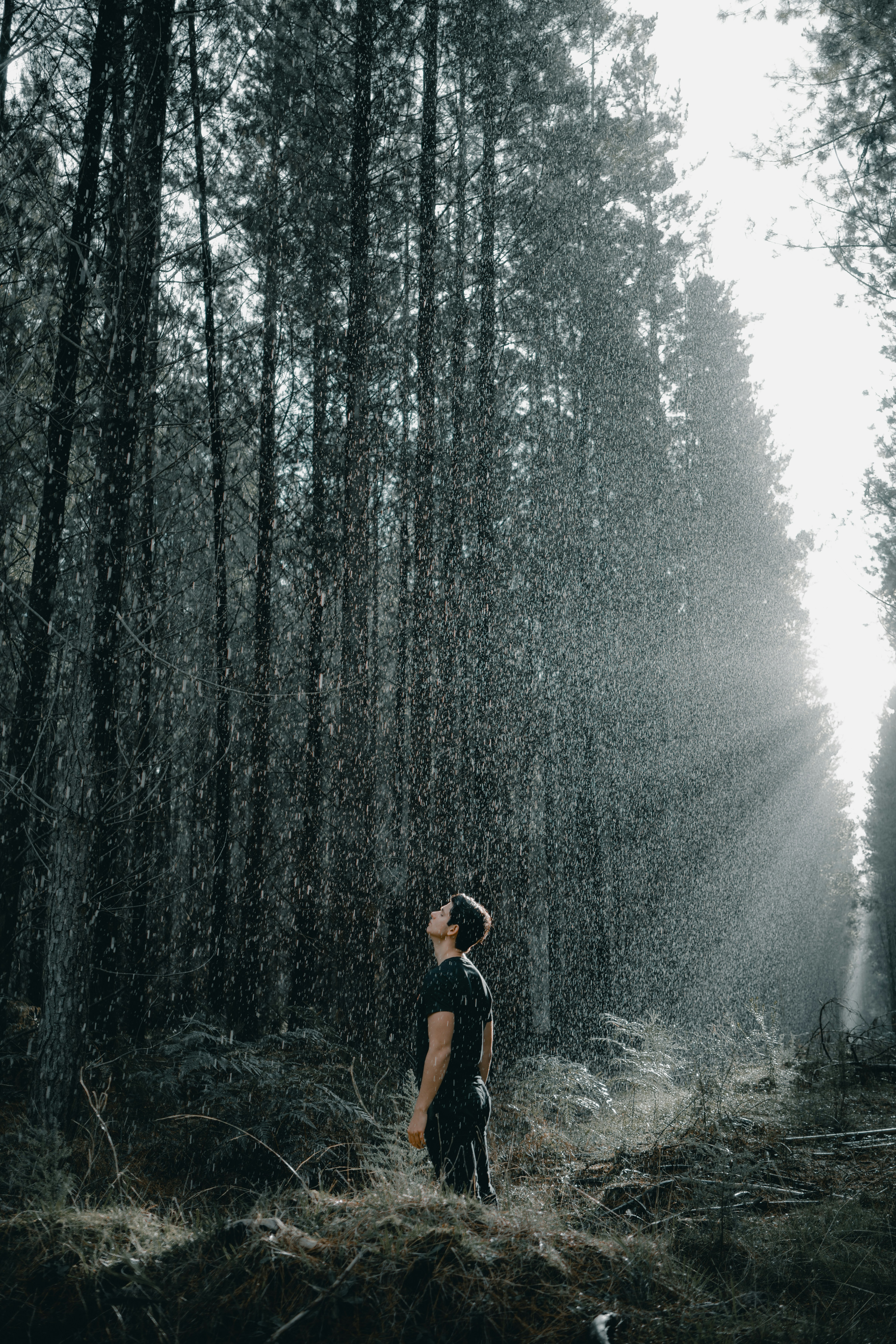 A figure stands in a serene forest, gazing upwards as gentle rain cascades through tall trees, creating a tranquil atmosphere.