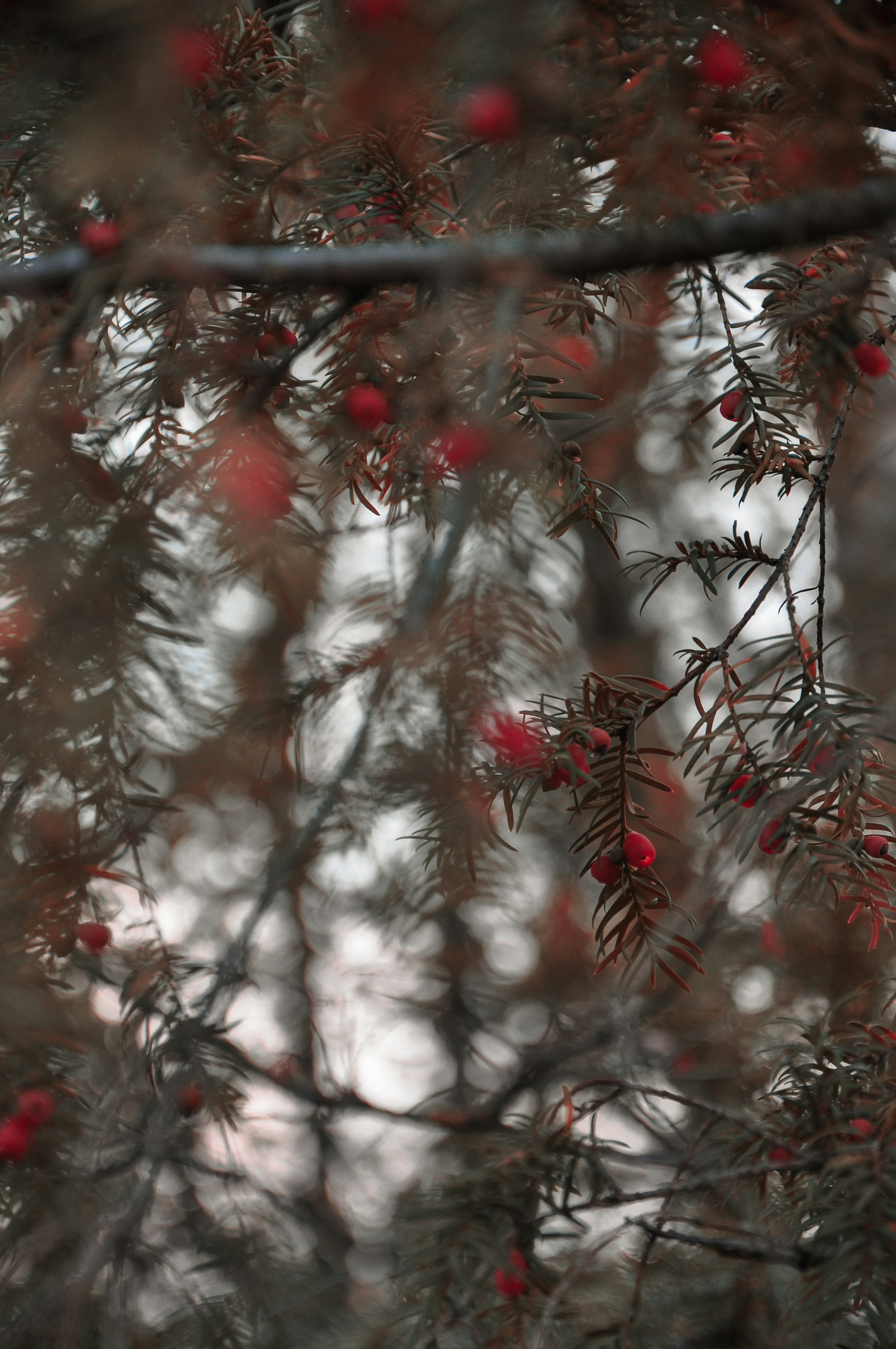 Crimson Berries in a Winter Needle-Weave