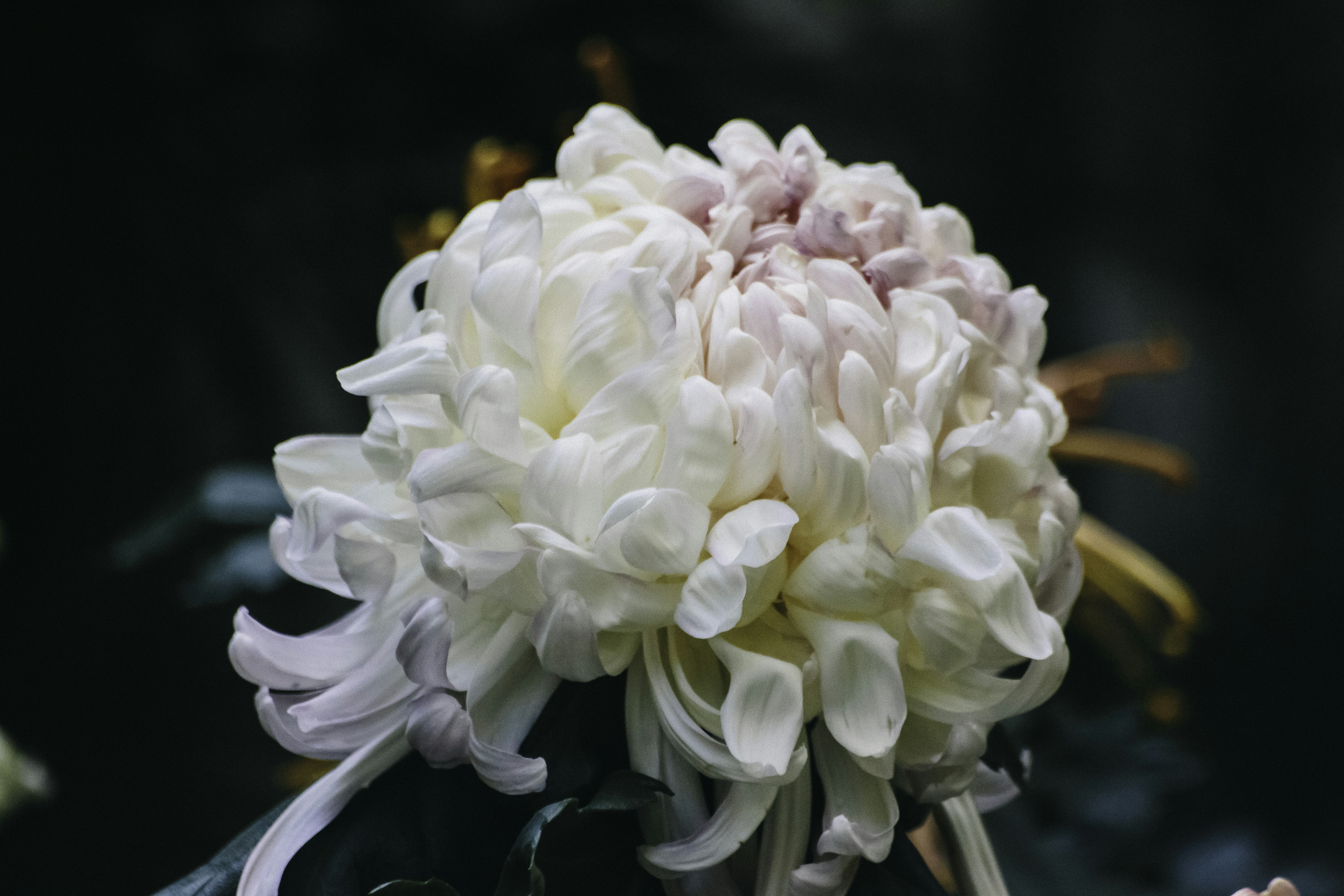 Candlelit Crown: A White Chrysanthemum Posed Against Velvet Darkness