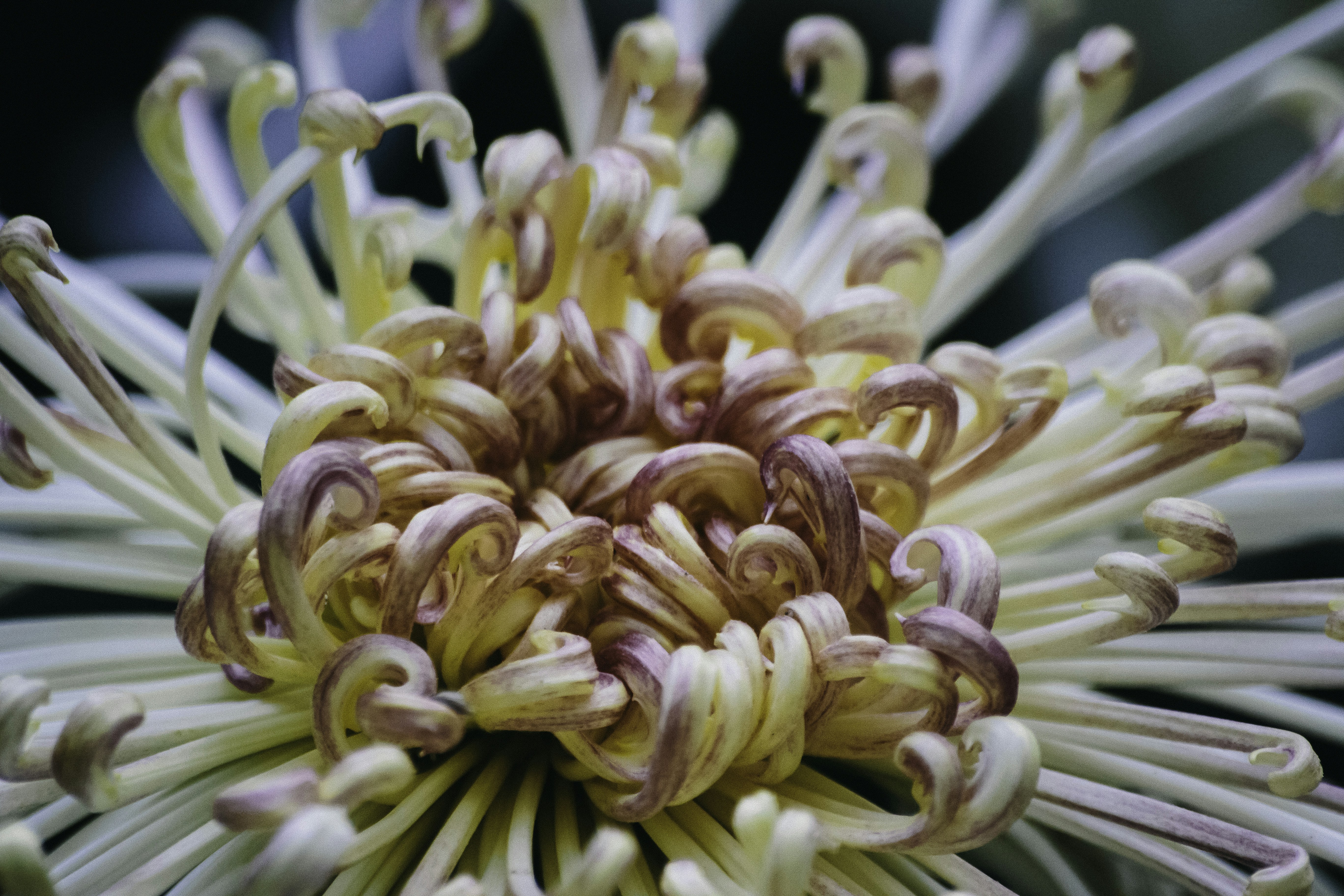 Close-up of a Chrysanthemum Core Unfurling