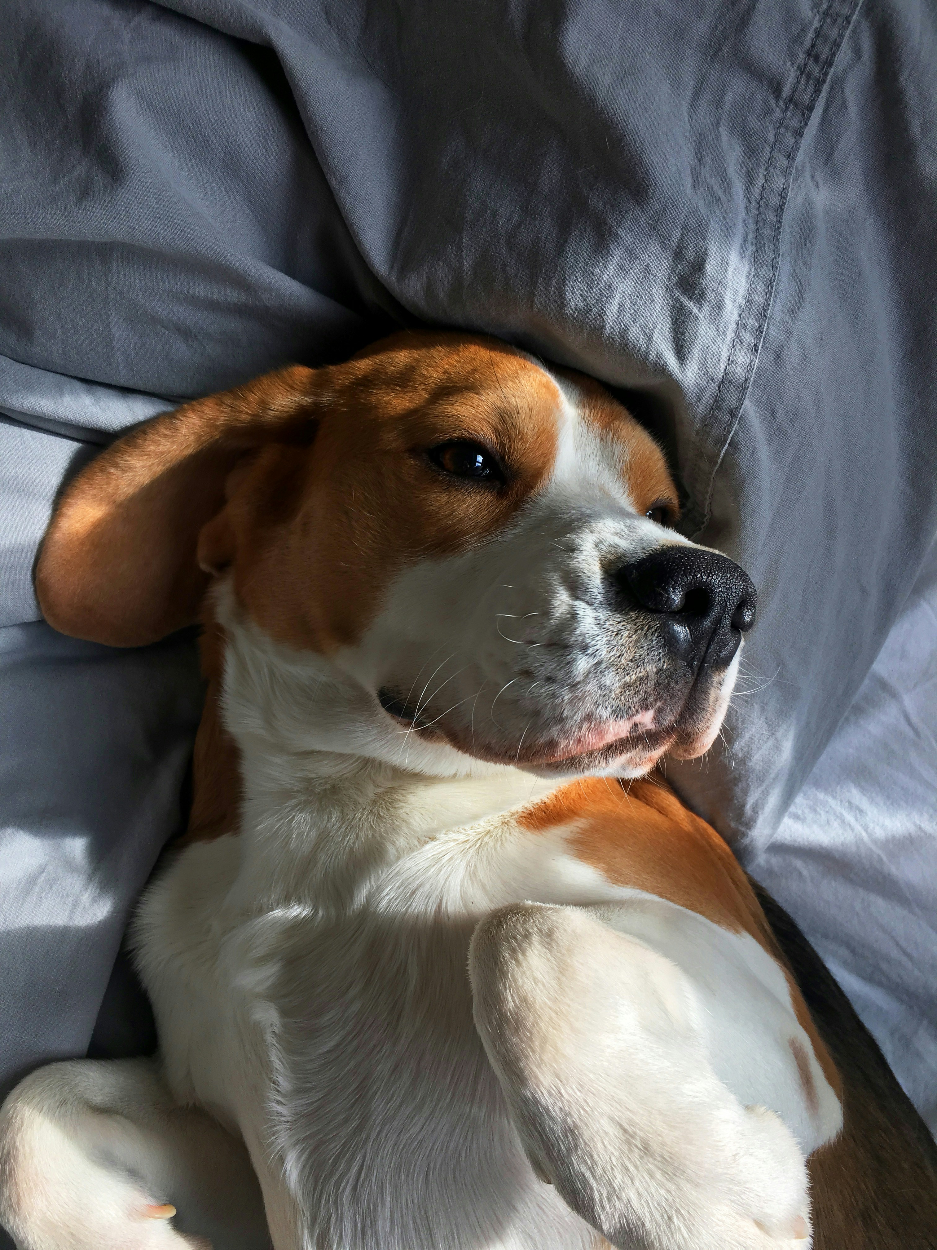Beagles Immagini | Scarica immagini gratuite su Unsplash