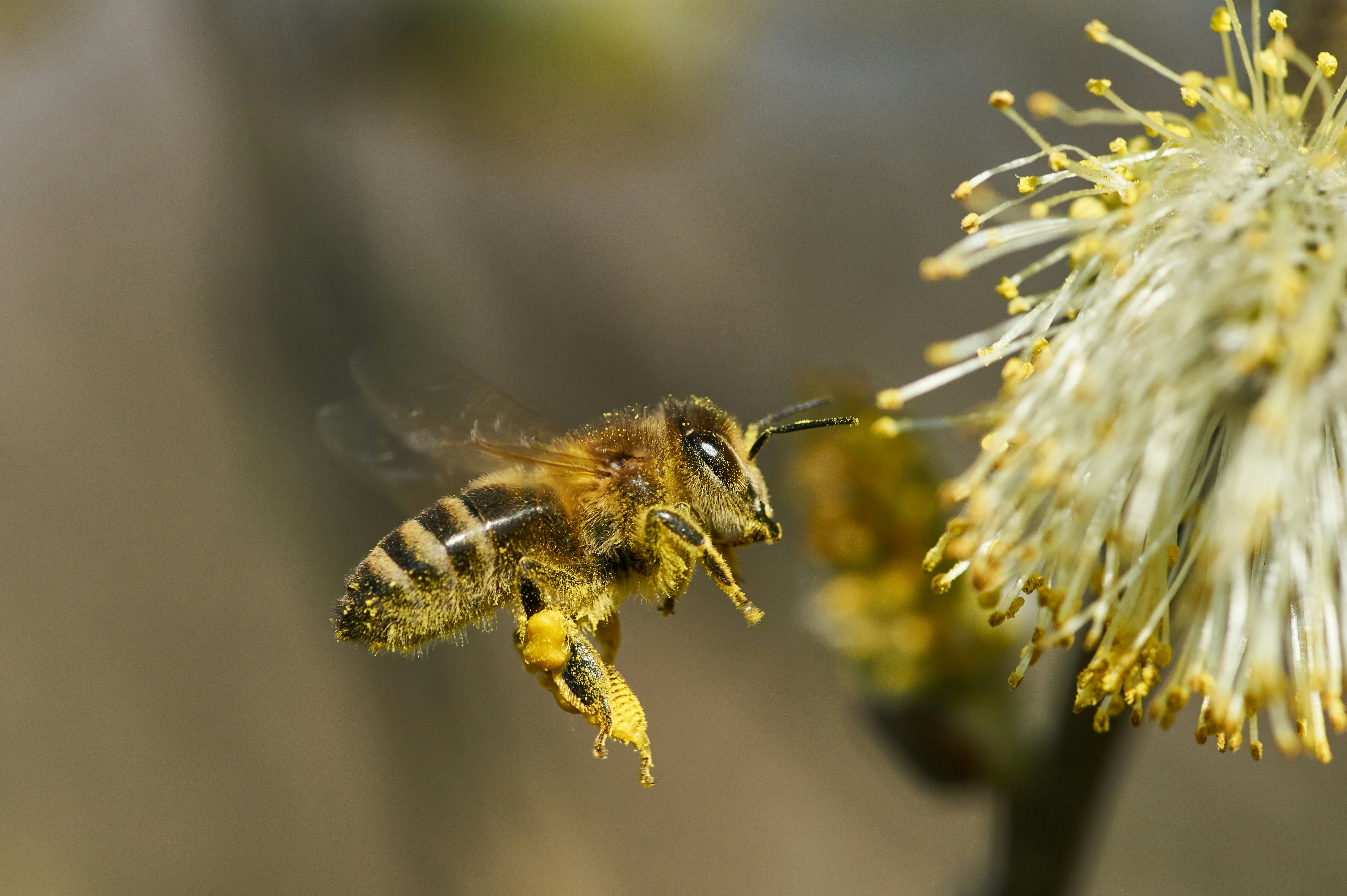 Pollen Sprint: a honeybee hovers toward a pale bloom in macro detail