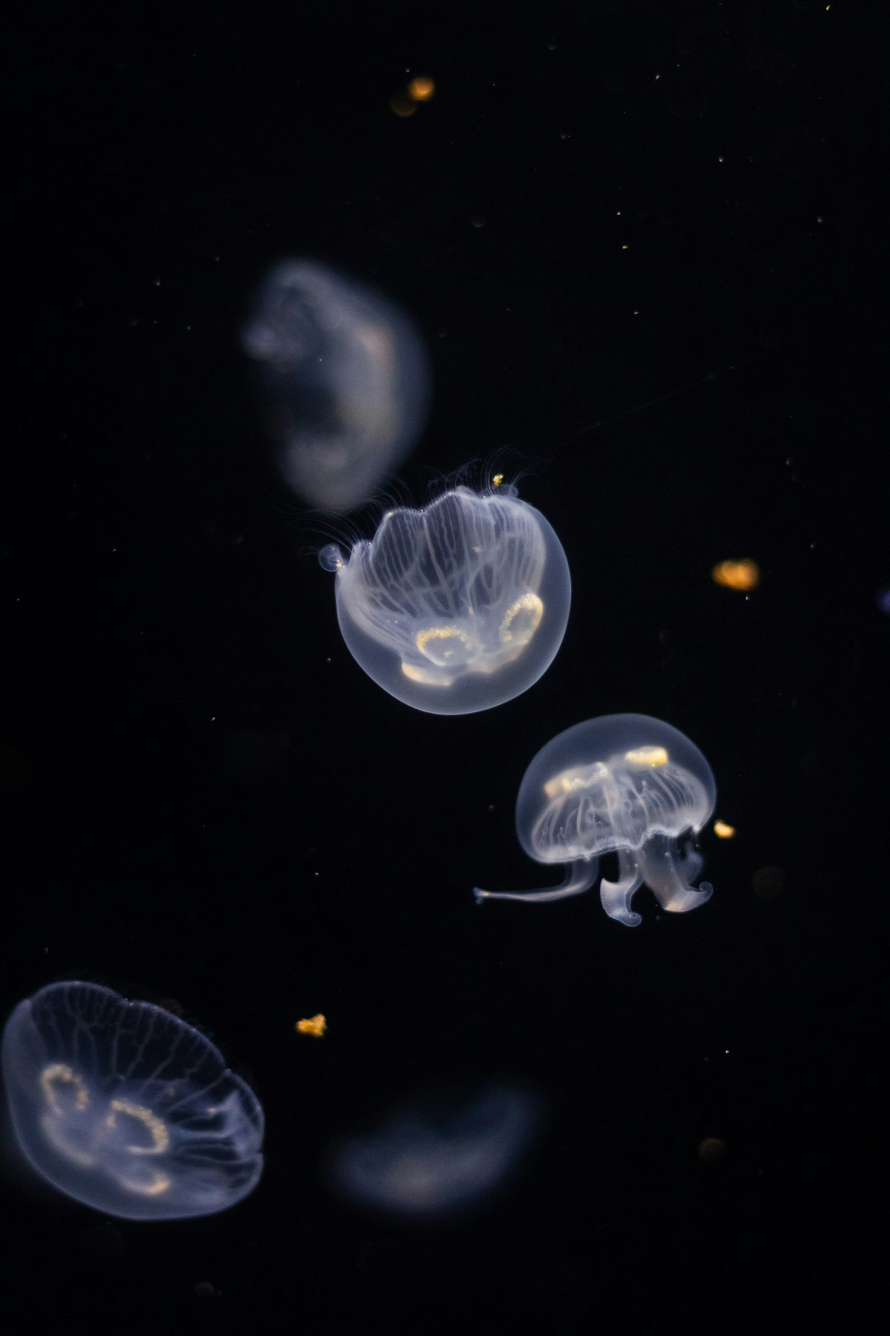 Four clear jelly fish photo – Free Grey Image on Unsplash