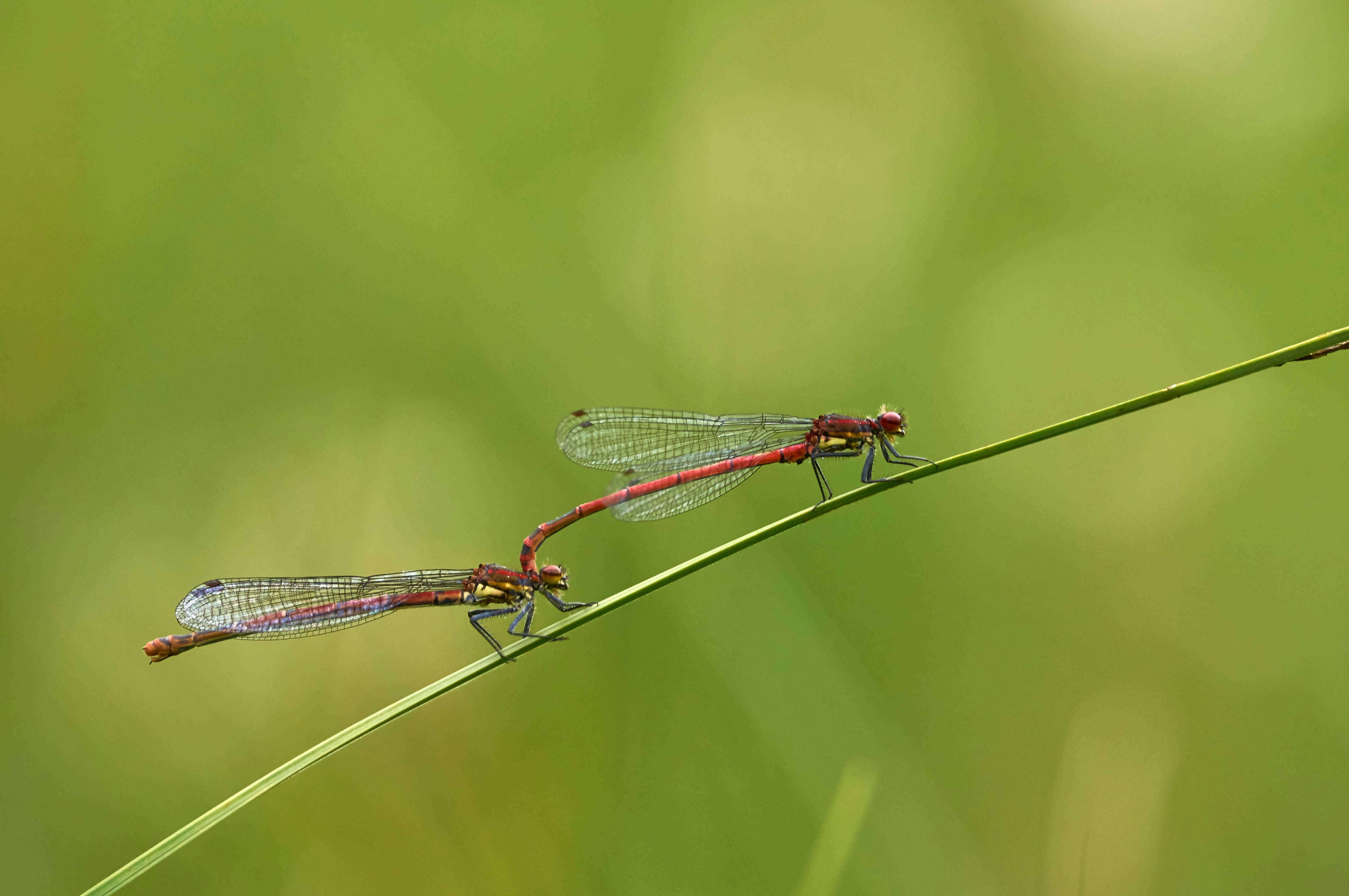 Two red and blue dragonflies sitting on a blade of grass photo – Free ...
