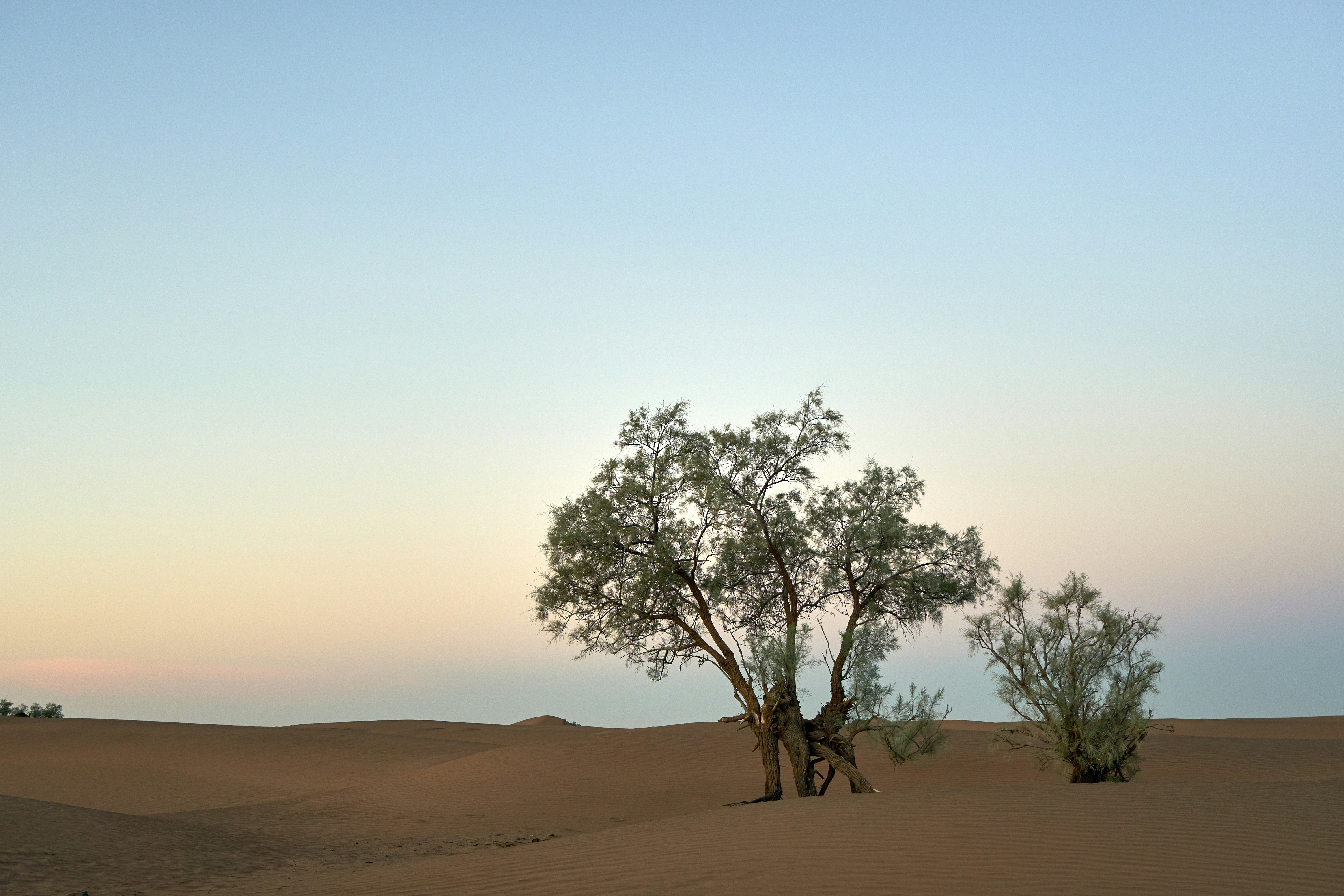 500+ Desert Tree Pictures | Download Free Images on Unsplash