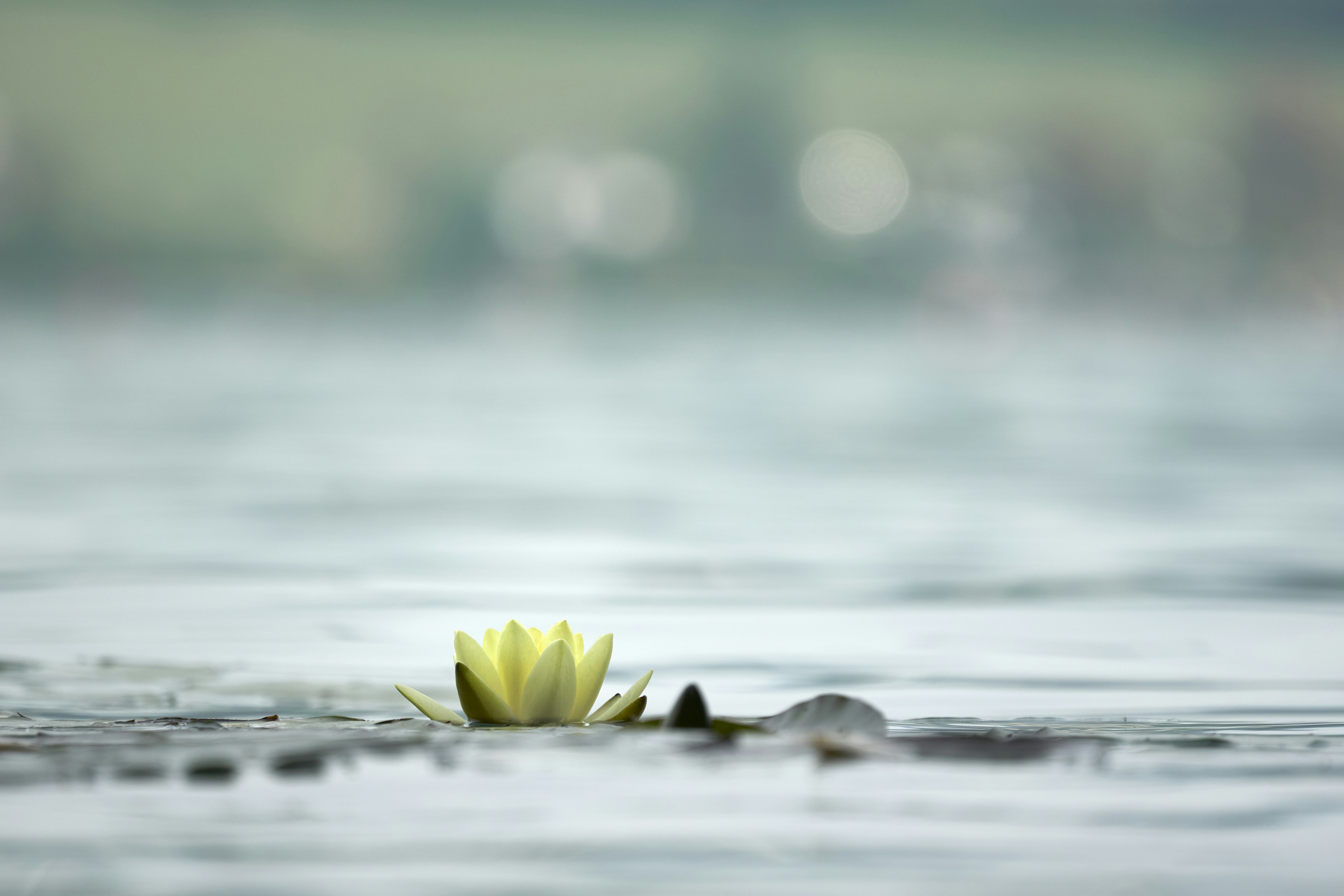 Water lily in the hallwilersee