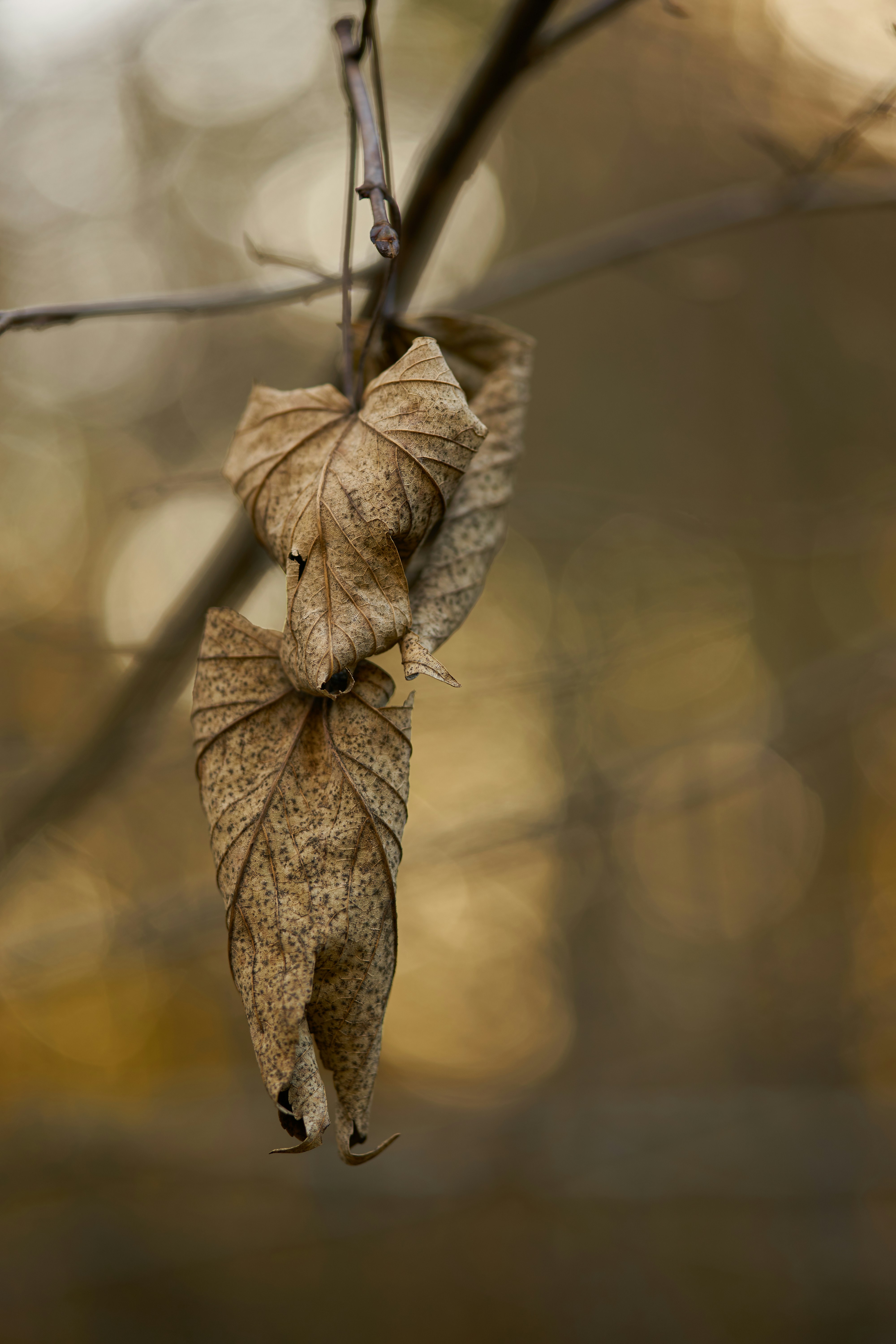 Withered Veil: A Pair of Autumn Leaves Clinging to a Branch