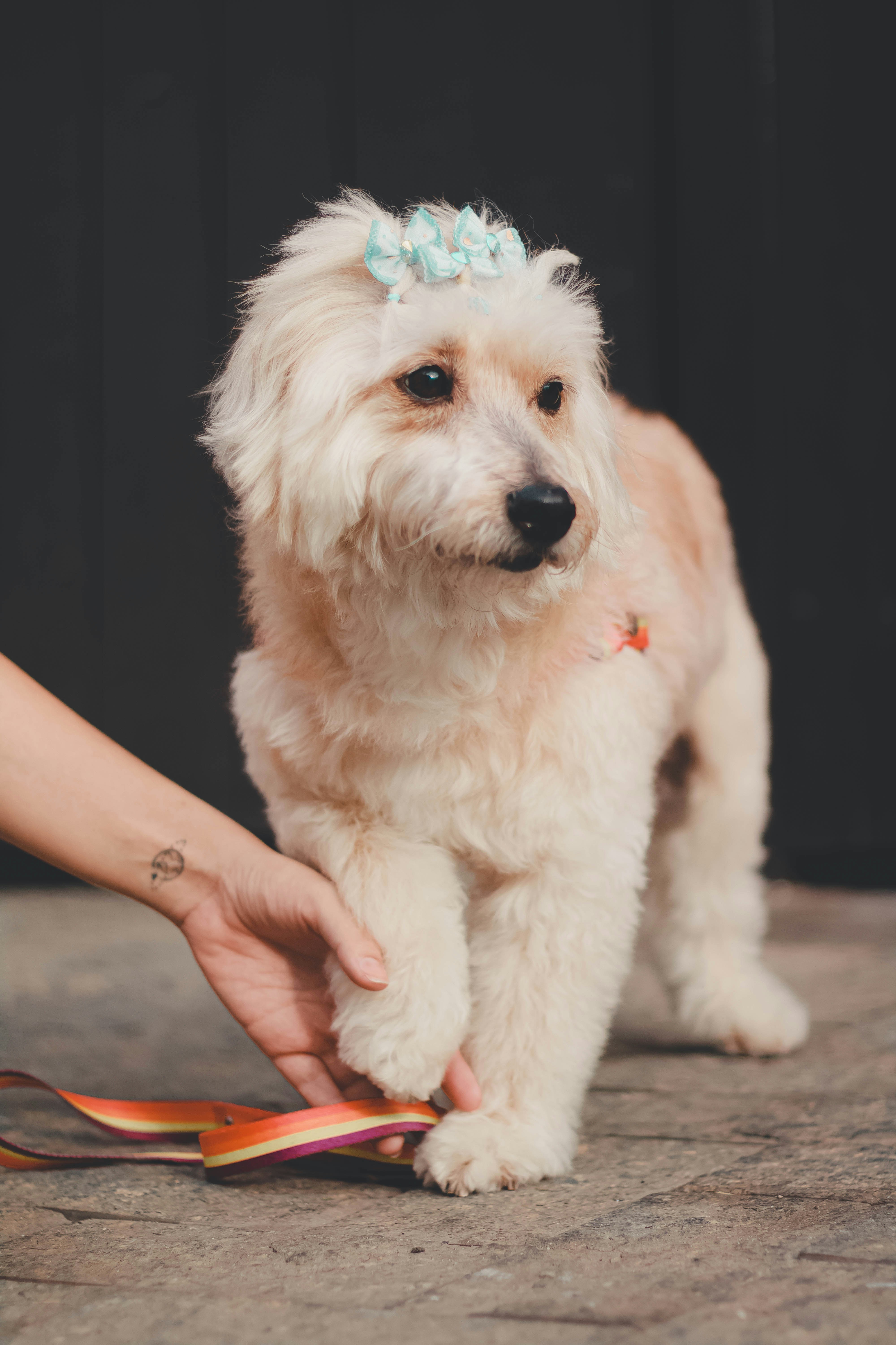 Bow-Topped Cream Fluffy Pup on a Wooden Deck