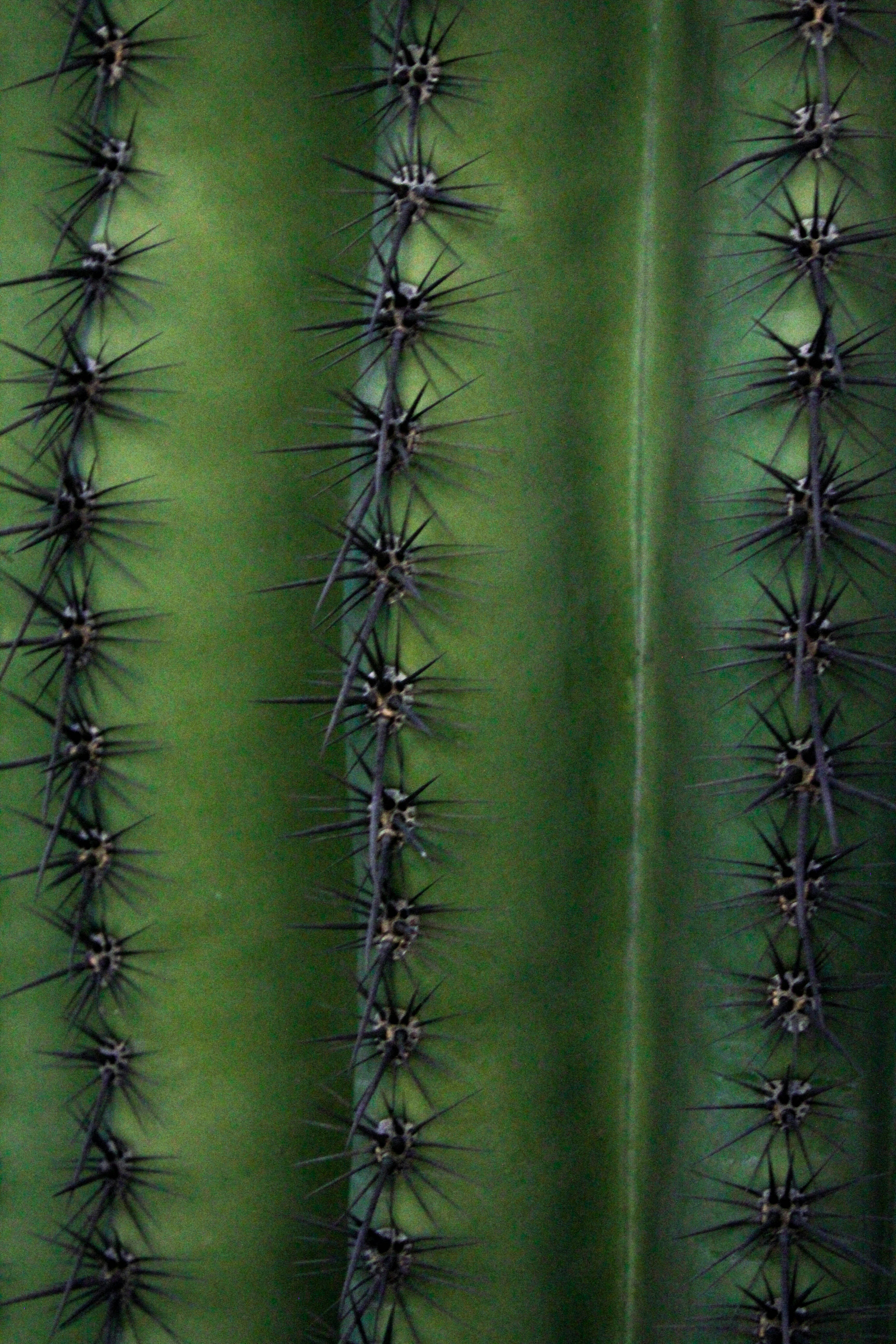 Close-up view of a cactus showcasing its textured green skin and sharp spines. The natural patterns highlight the resilience and beauty of desert flora.