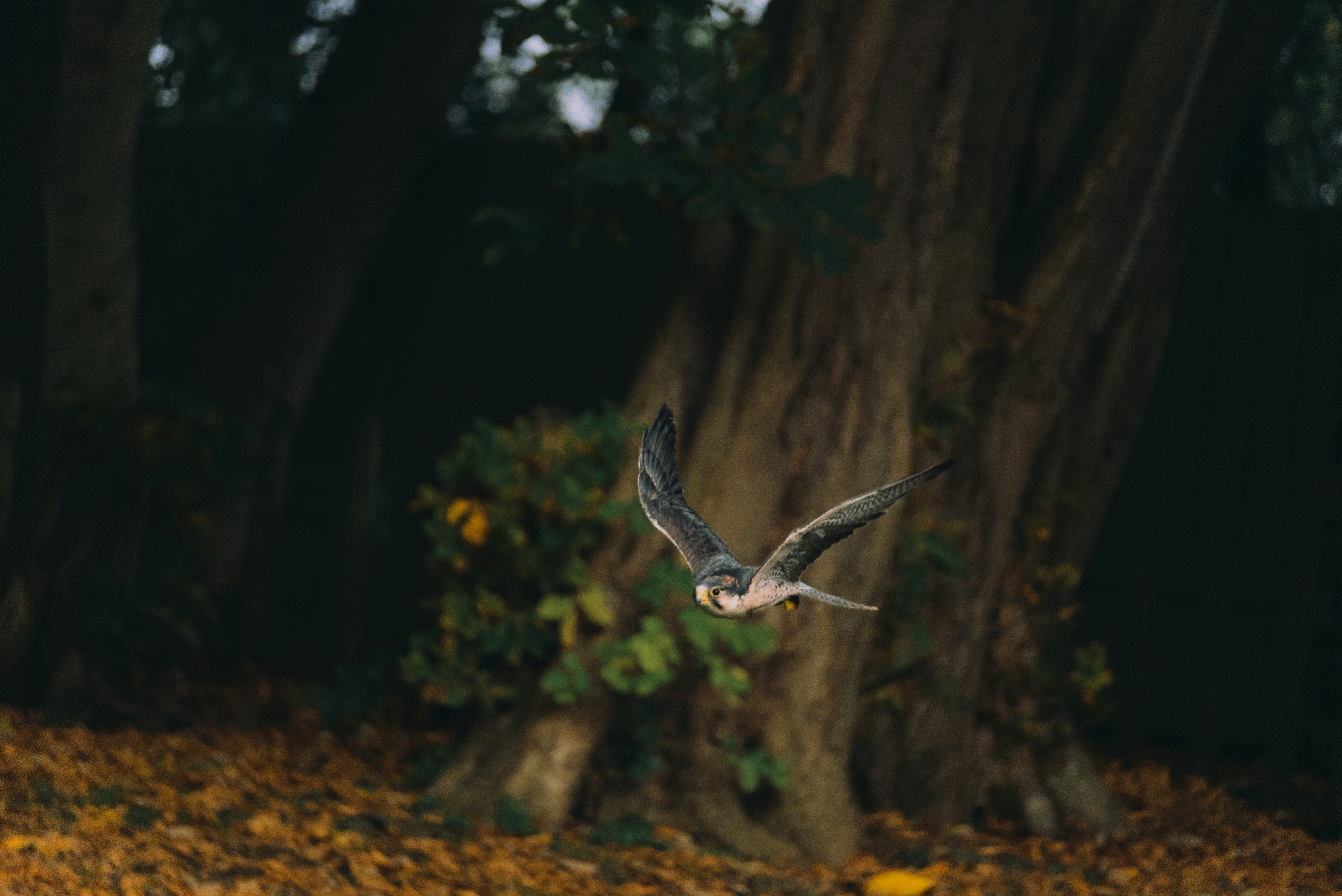 Winged Blur Over Autumn Forest Floor
