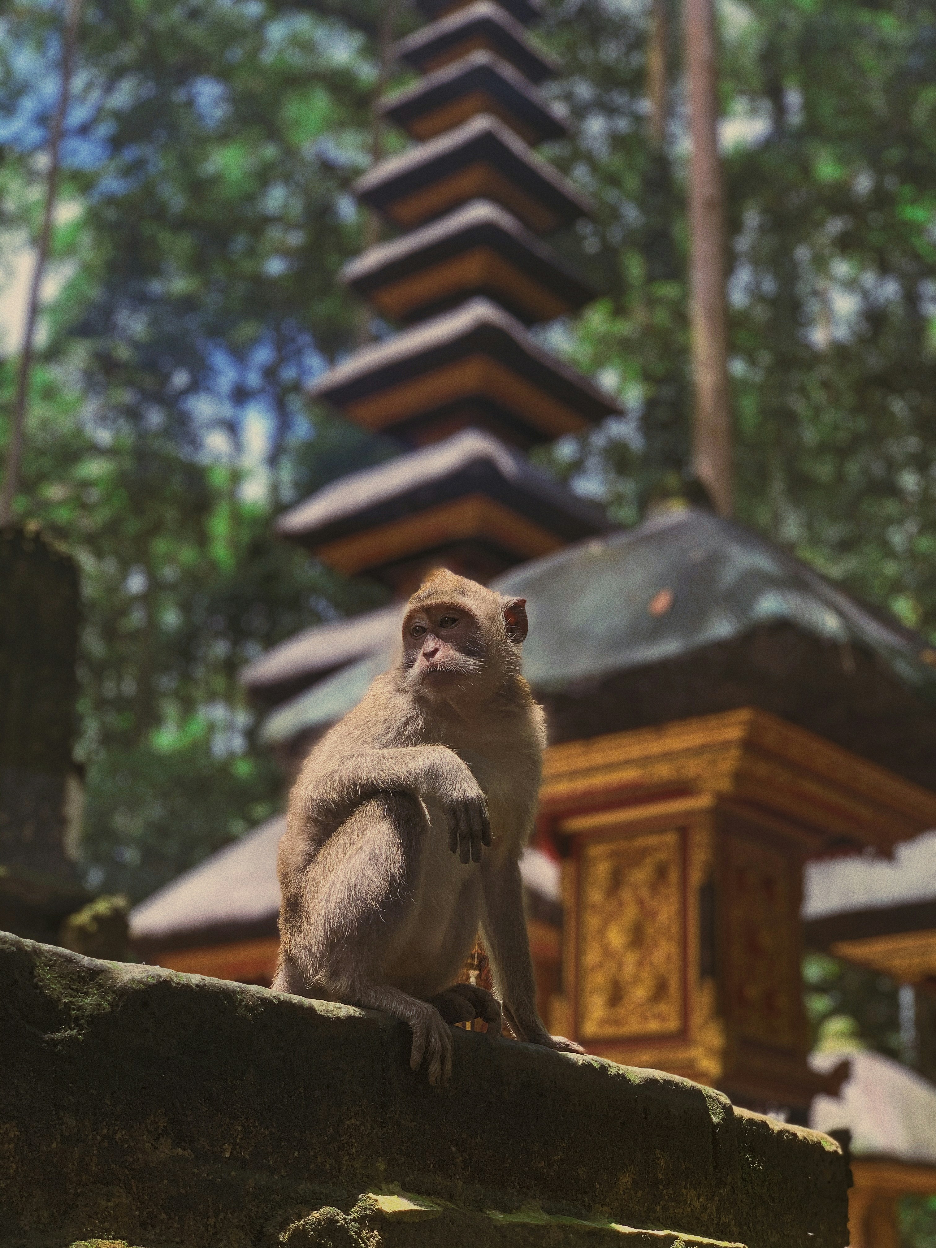 Curious Macaque Before a Tiered Pagoda in Sunlit Forest