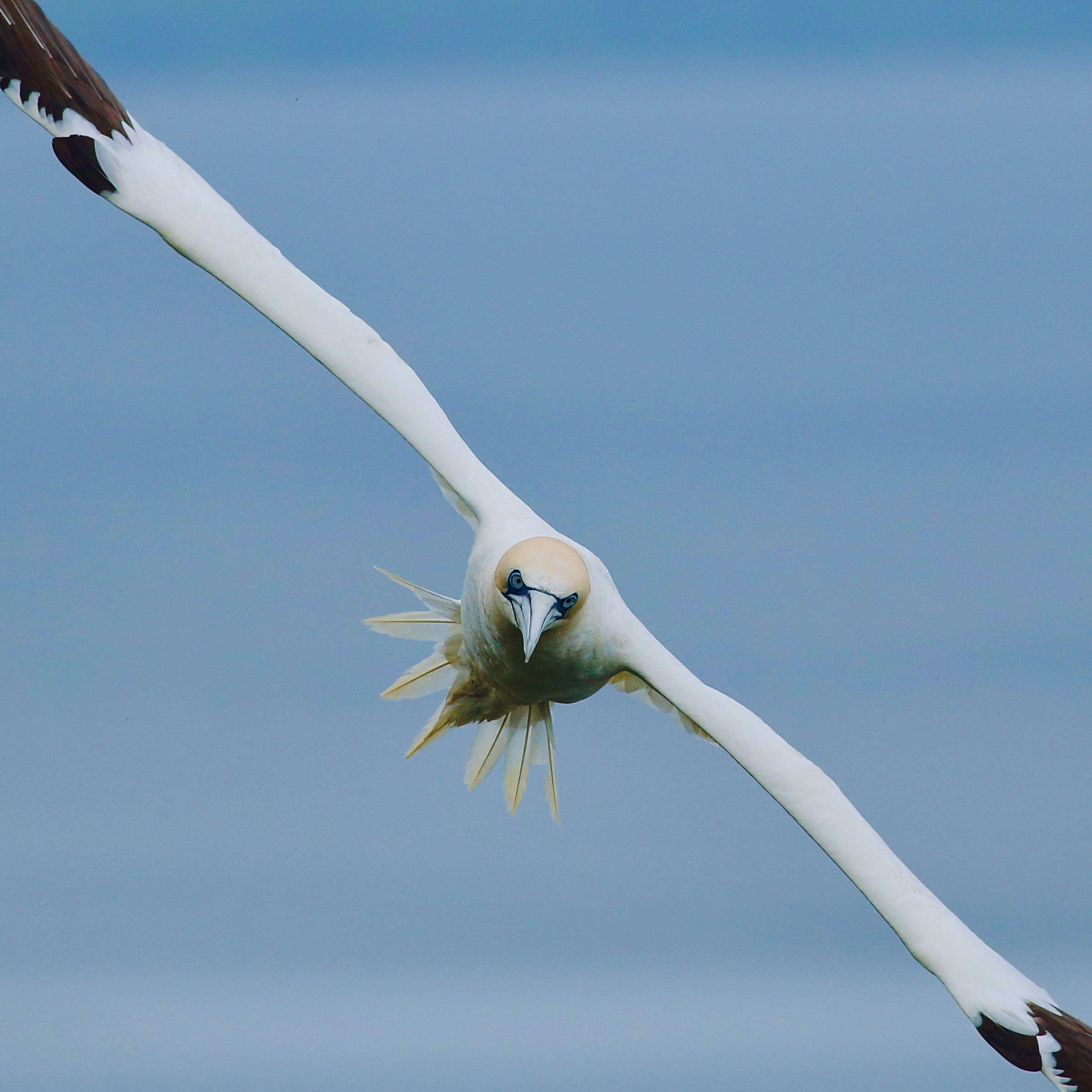Facing the Lens: A White Seabird Soars Head-On Across a Blue Sky