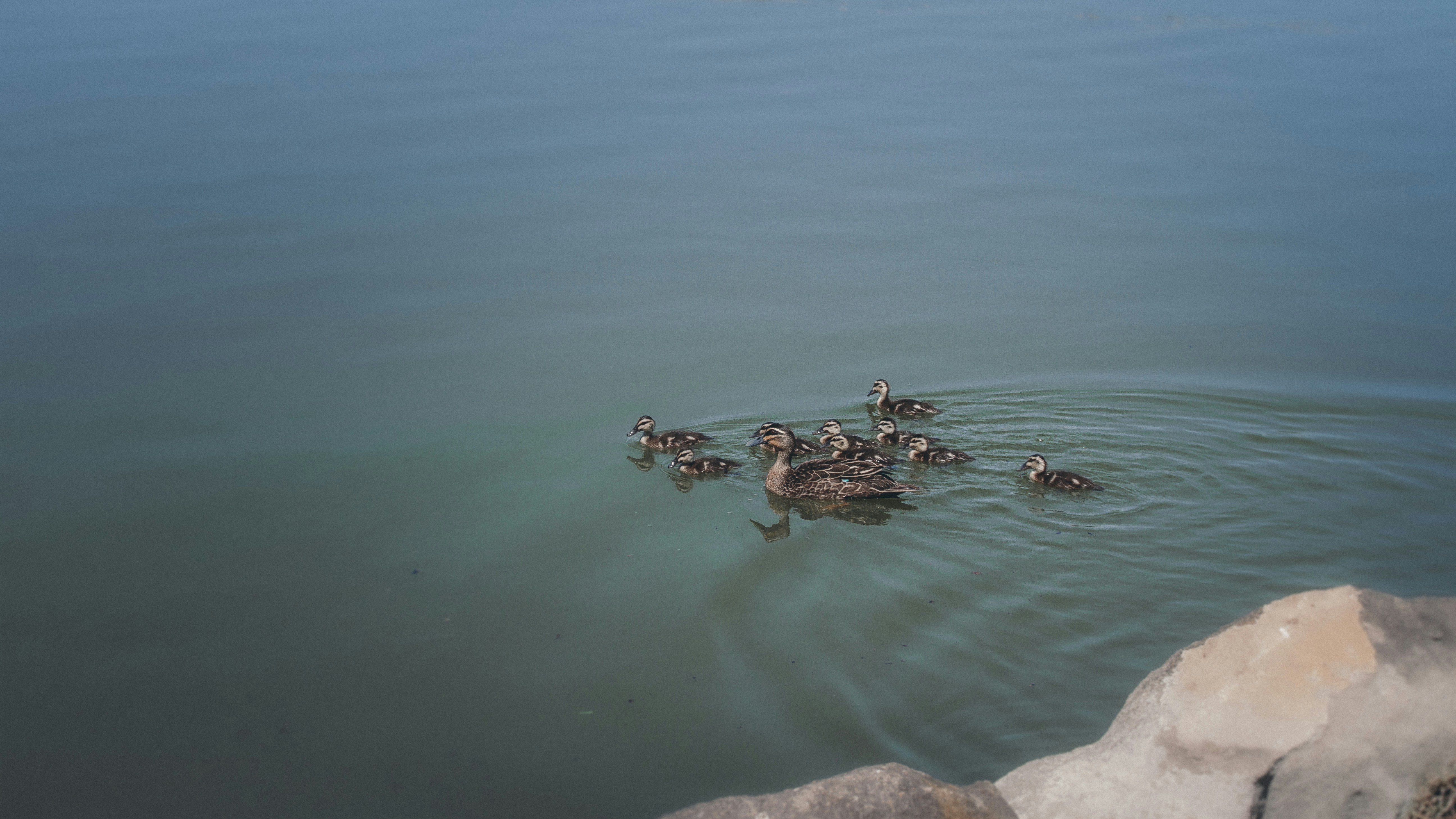 Duck with its duckling in water photo – Free Animal Image on Unsplash