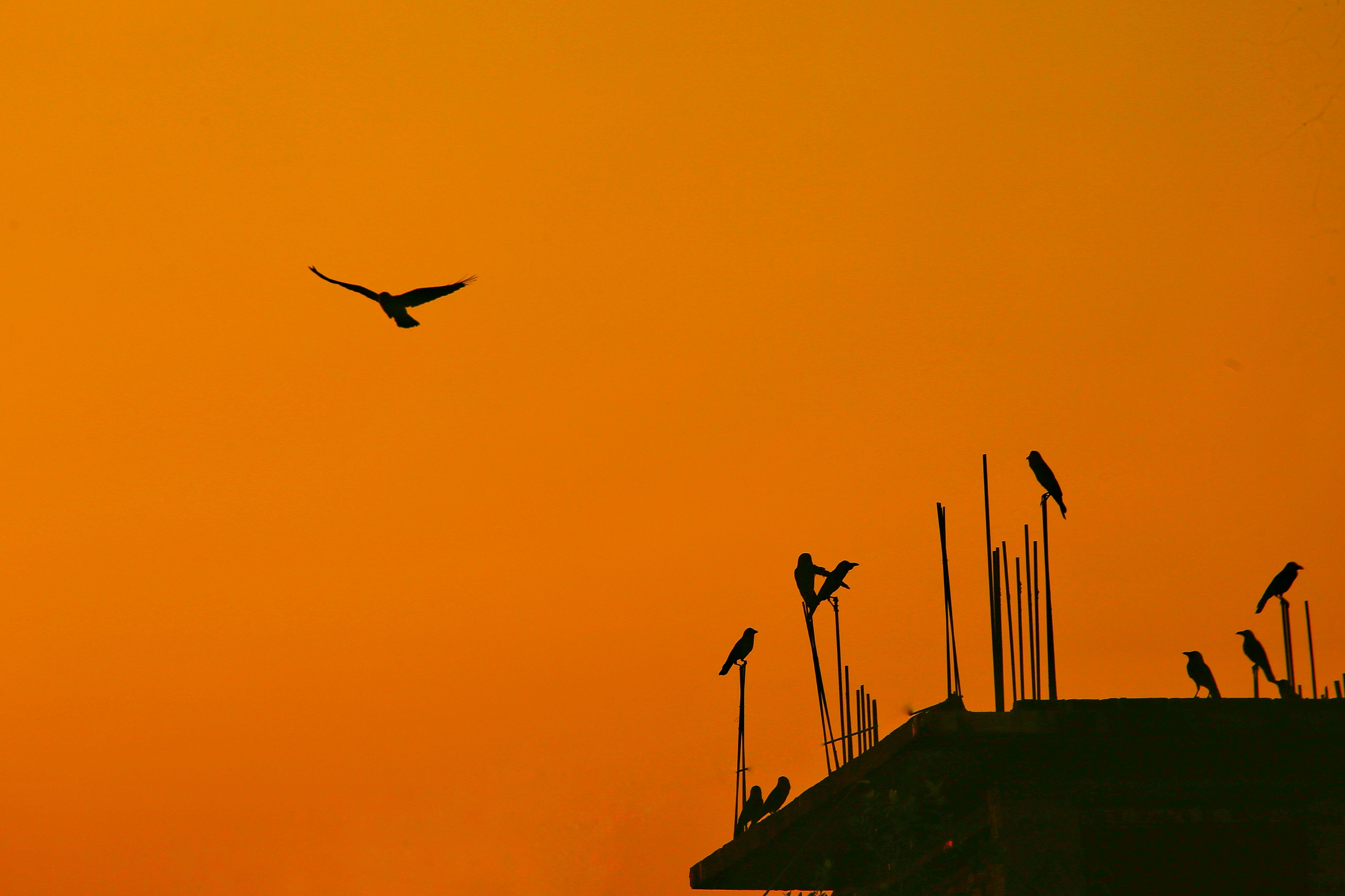 Silhouetted birds perched on a rooftop against a vibrant orange sunset sky.
