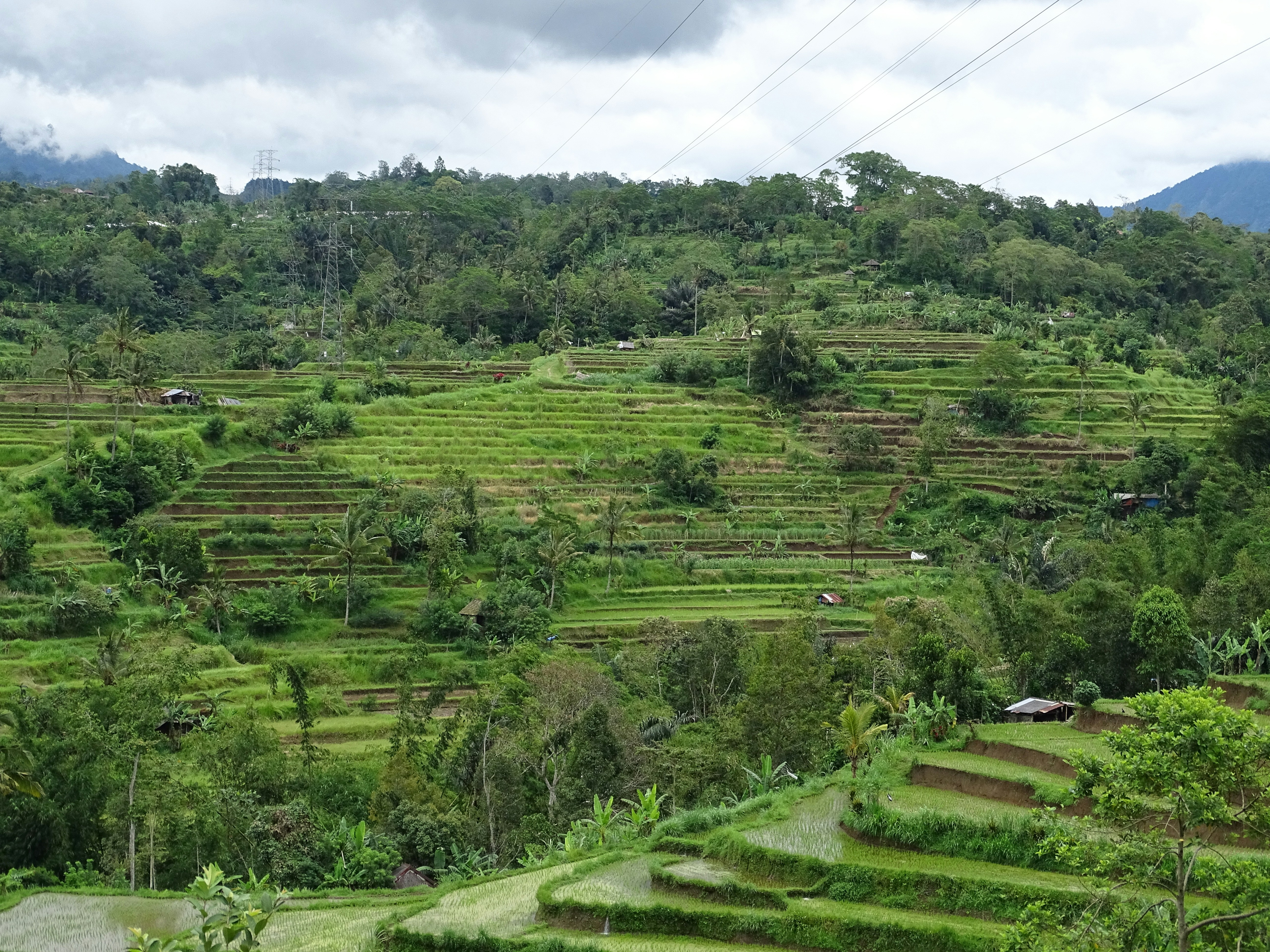 Rice terraces in Bali Indonesia. Green and beautiful and one of the most incredible places to visit and experience let’s reachmu | Rice Terraces on hills