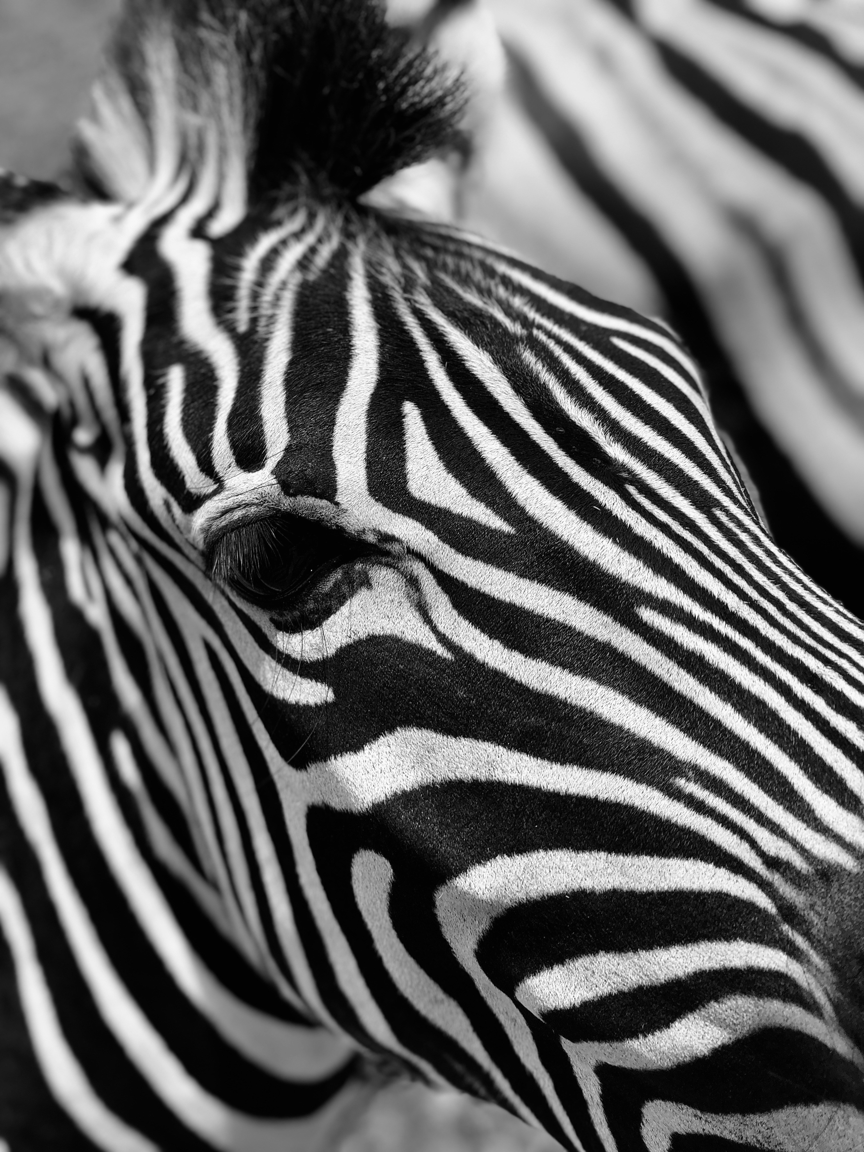 Zebra photo – Free Costa rica Image on Unsplash