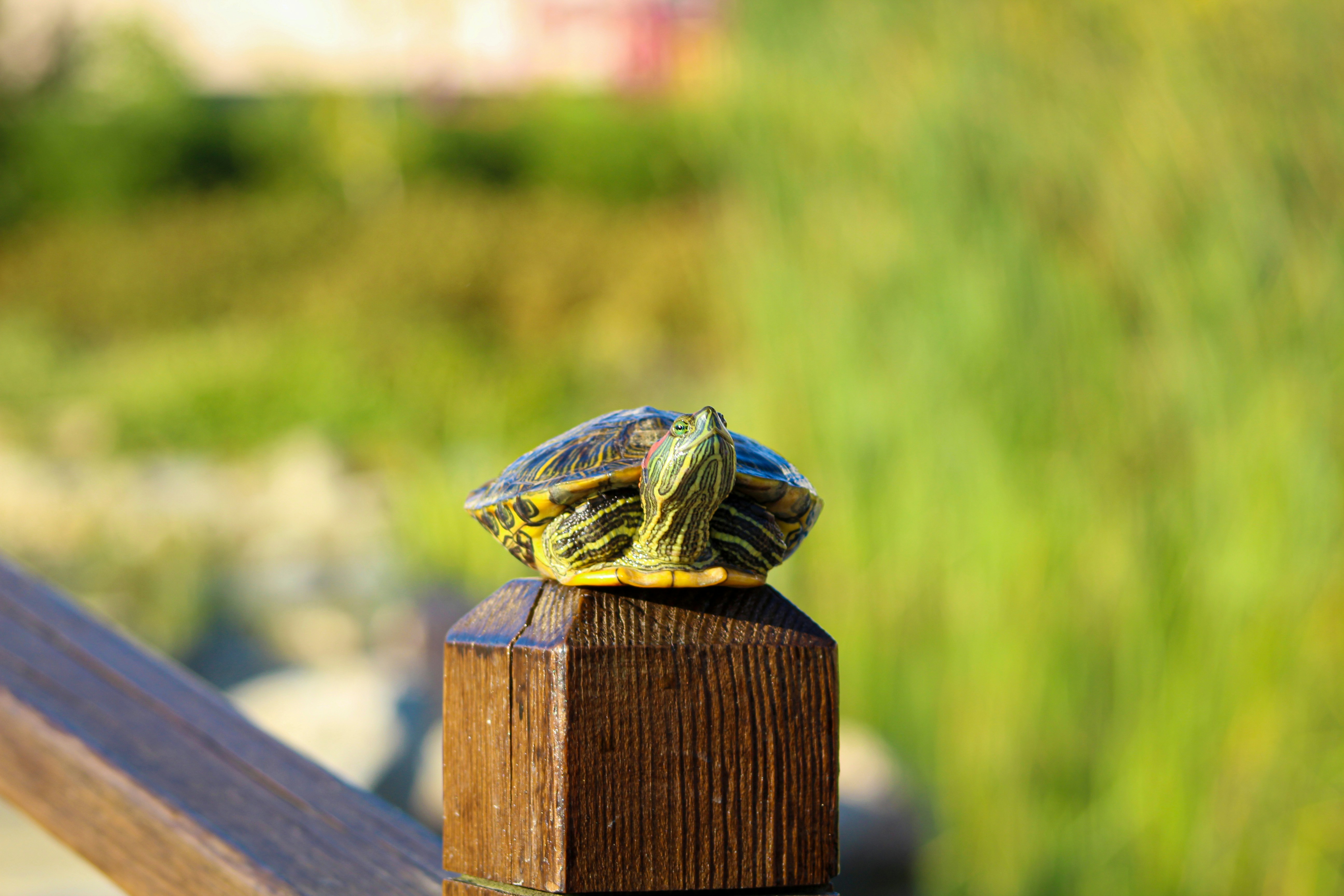 Sunlit Sentinel: a tiny turtle on a weathered post