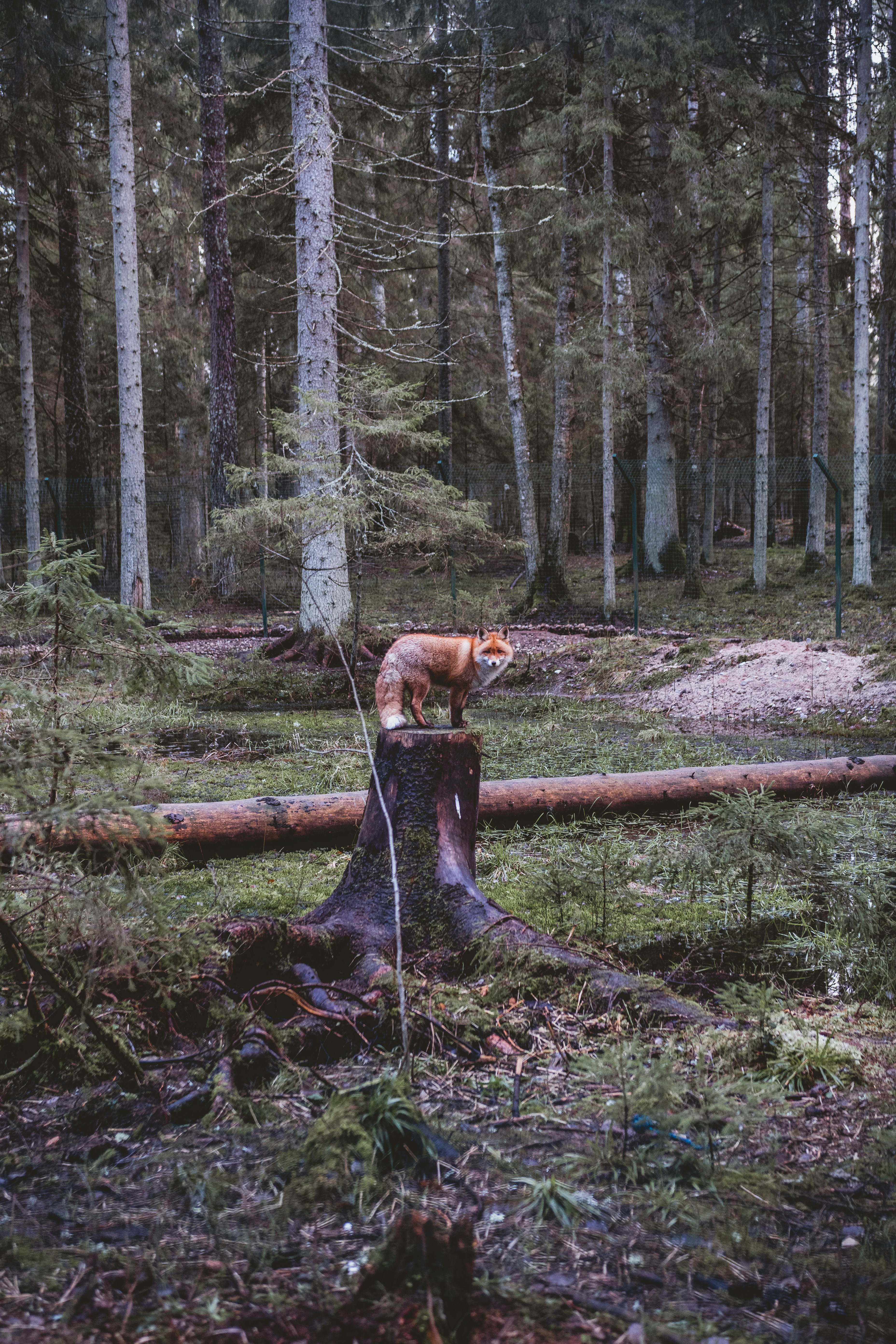 Fox on tree stomp photo – Free Līgatnes dabas takas Image on Unsplash