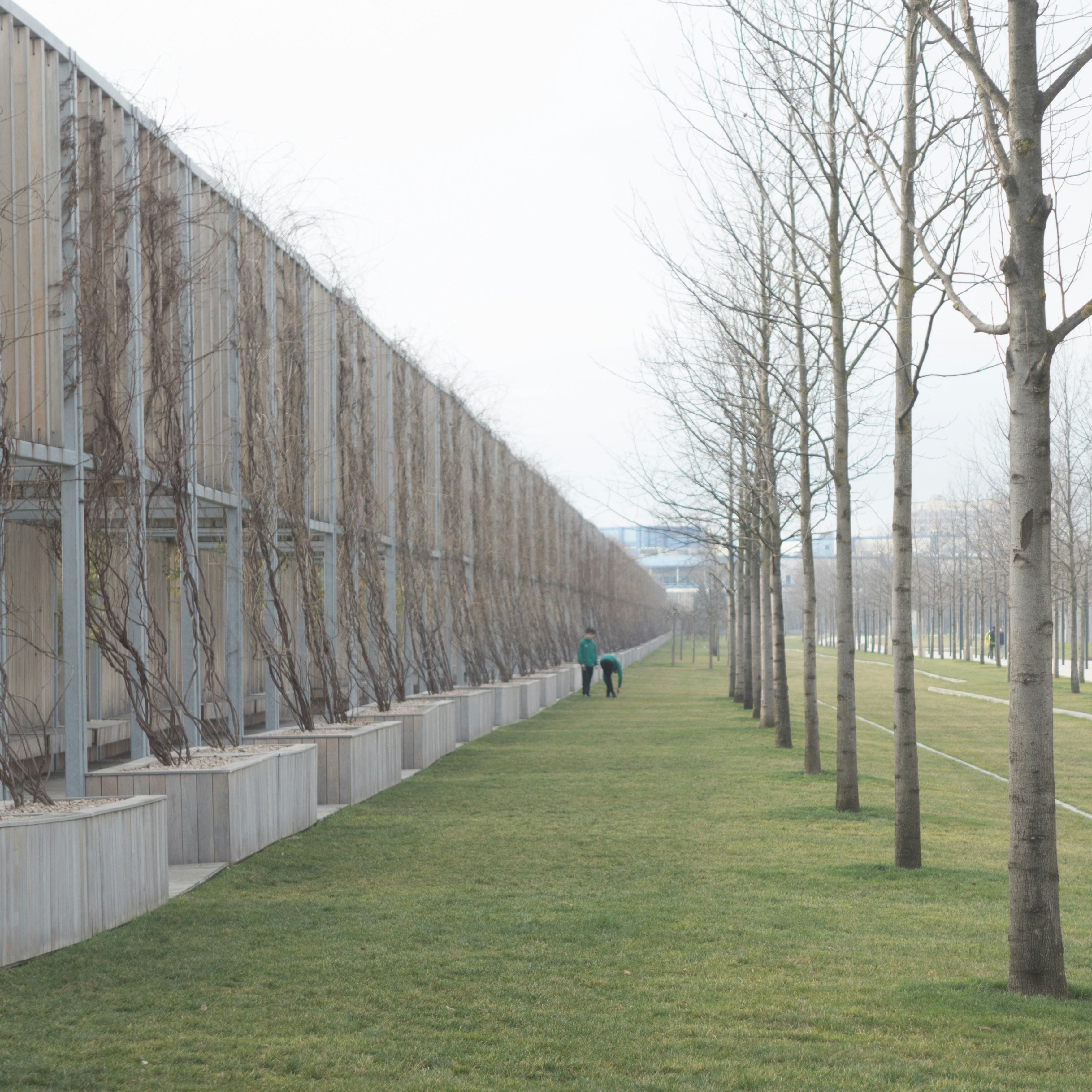 A serene pathway flanked by trees and modern architecture, inviting leisurely strolls. The scene captures the harmony between nature and urban design.