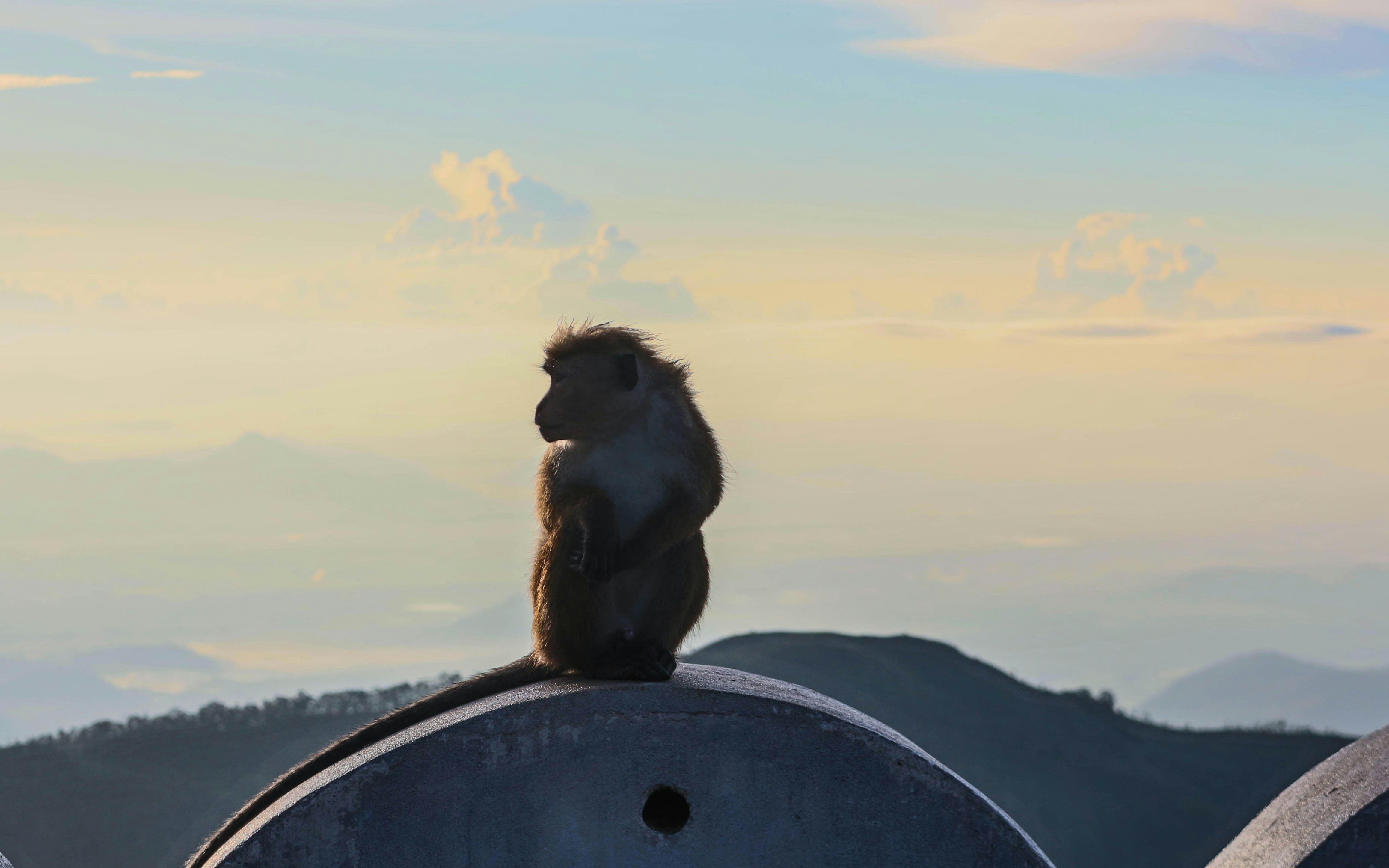 Sunset Sentinel: A macaque perched on a curved barrel