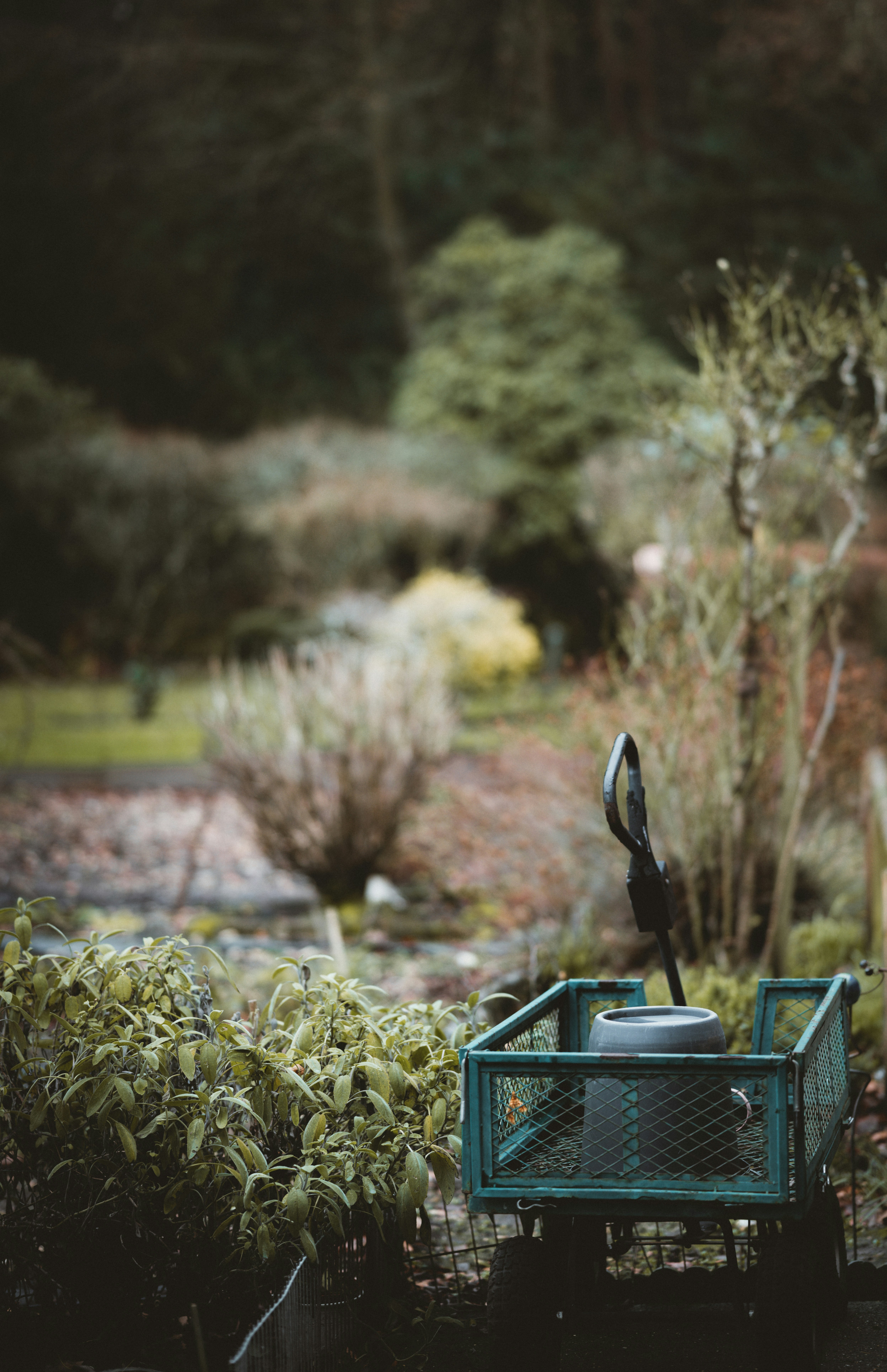 Teal Garden Wagon Amid a Quiet Yard: Texture, Light, and Gentle Blur