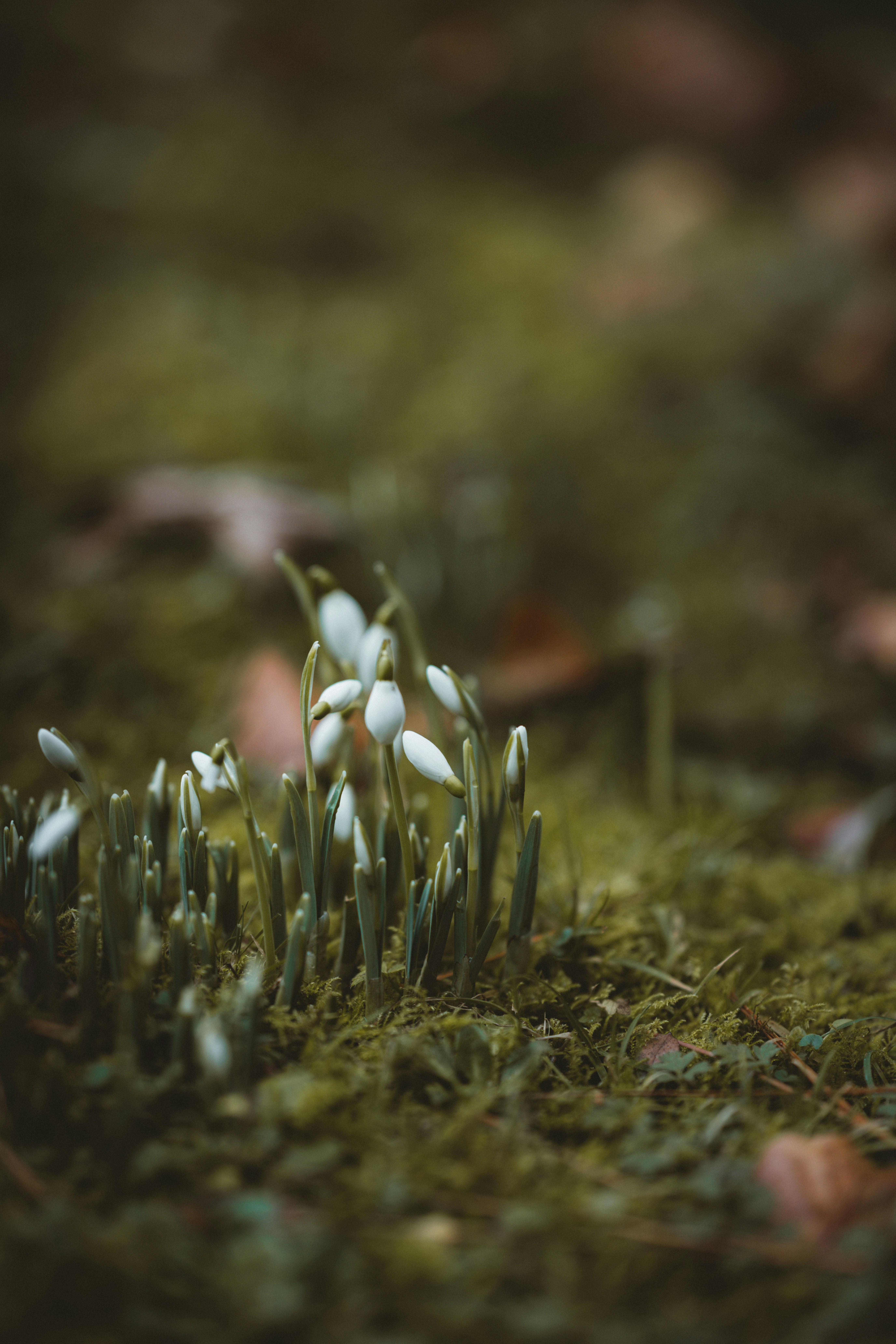 Delicate snowdrop flowers rise from a moss-covered ground, signaling the arrival of spring. Soft, muted colors create a serene atmosphere.