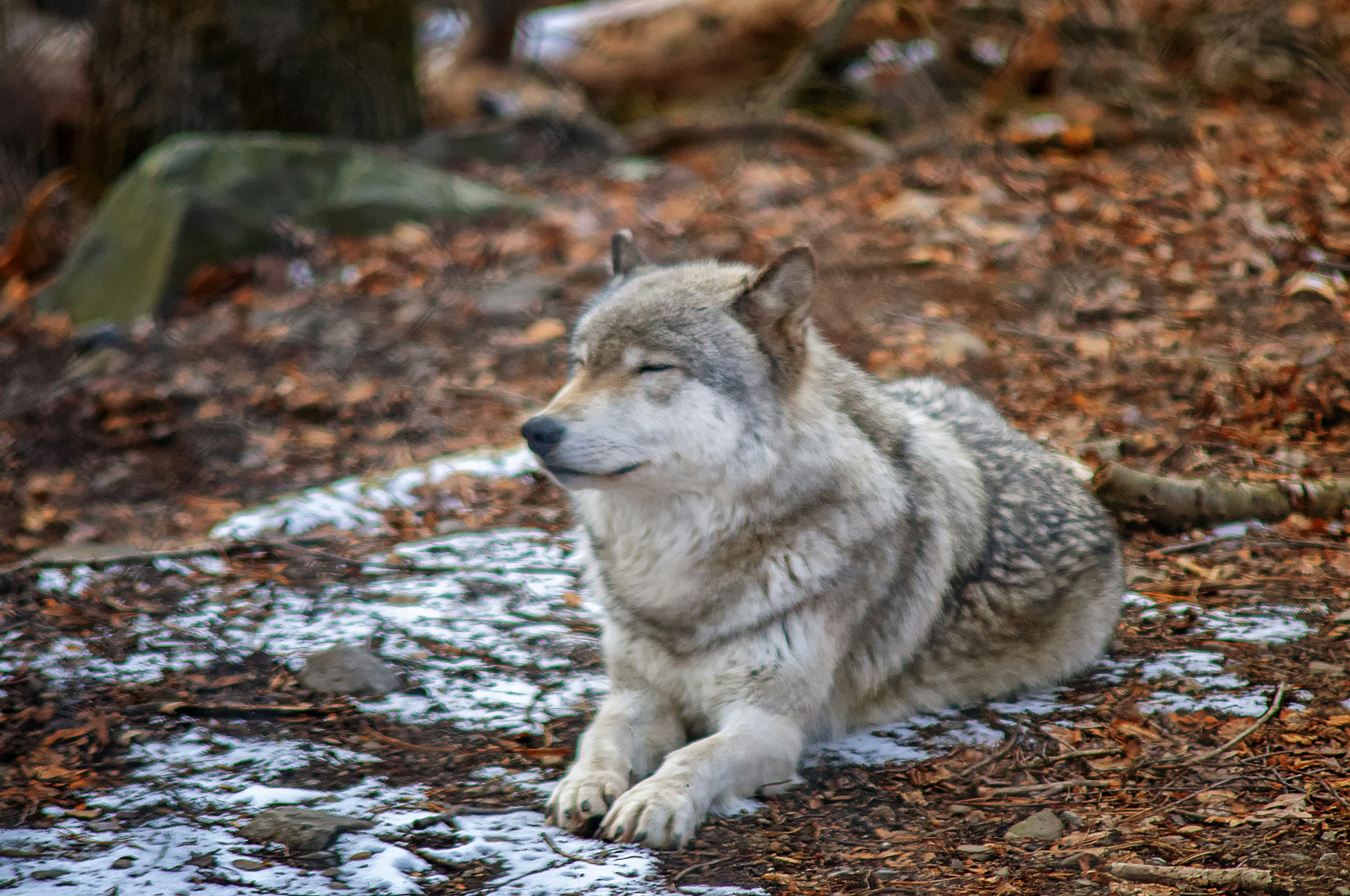 A relaxed wolf resting on the forest floor, surrounded by fallen leaves and patches of snow.