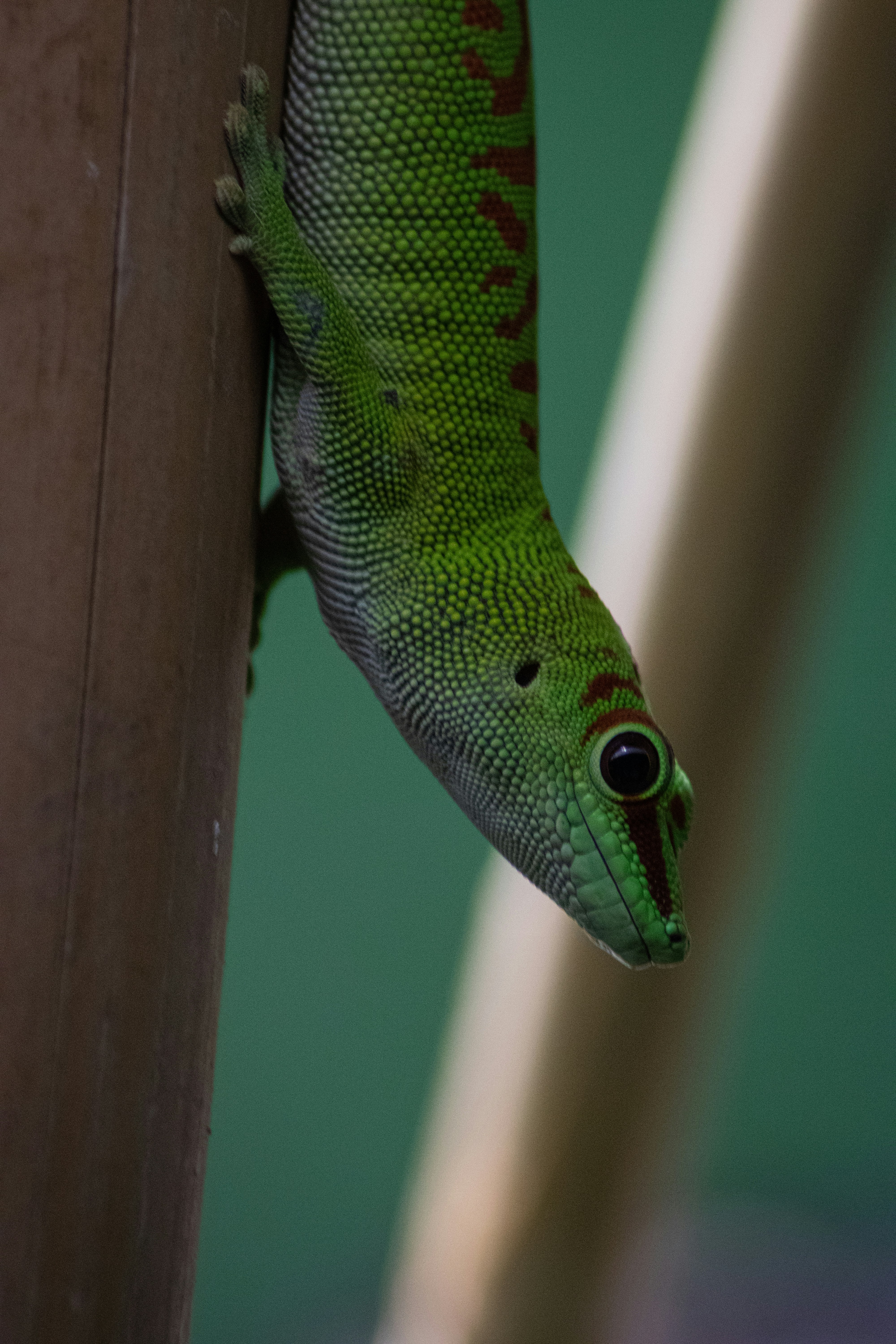 Geco | 3 best free geco, lizard, animal and gecko photos on Unsplash