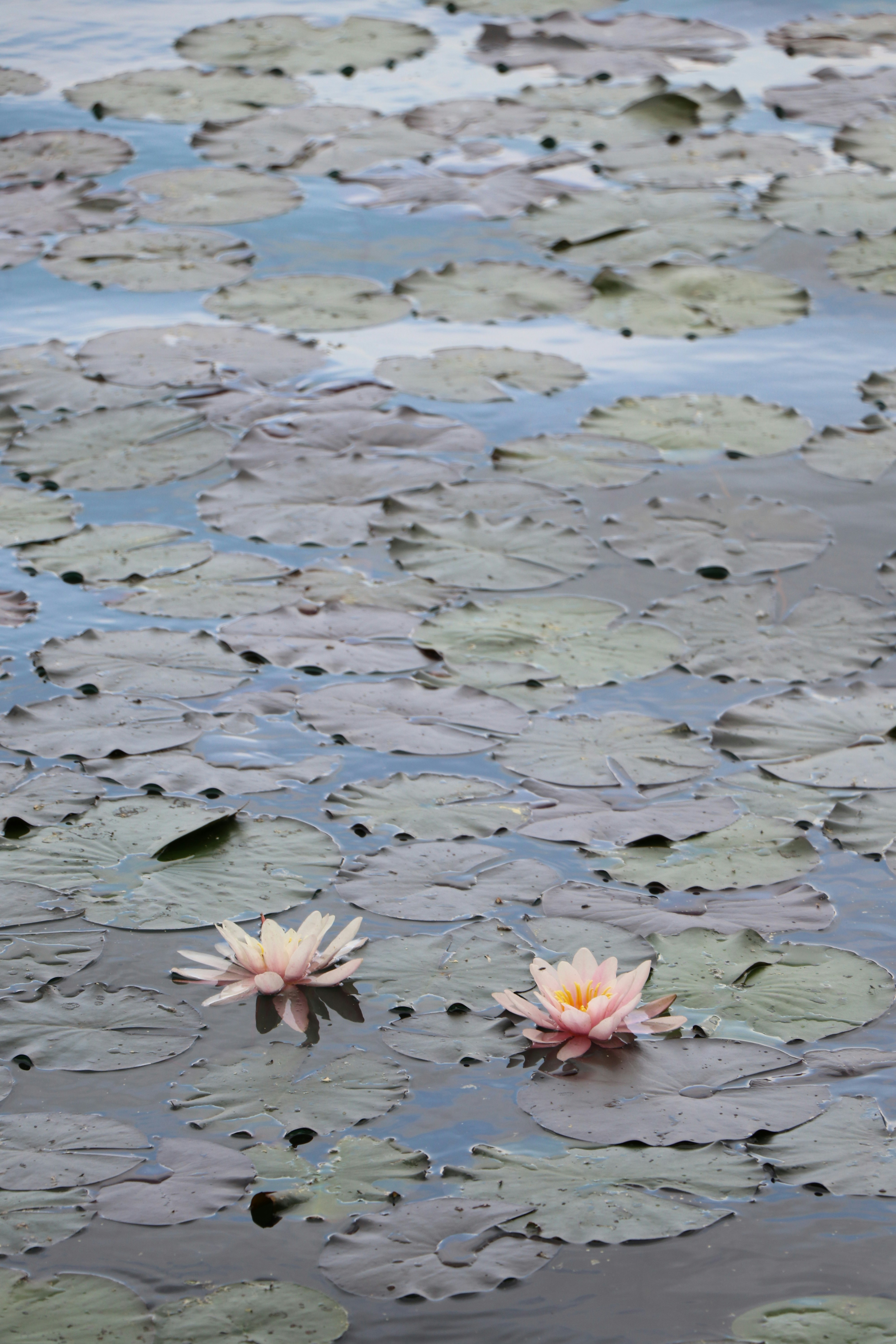 Two Pink Water Lilies in a Quiet Patchwork Pond