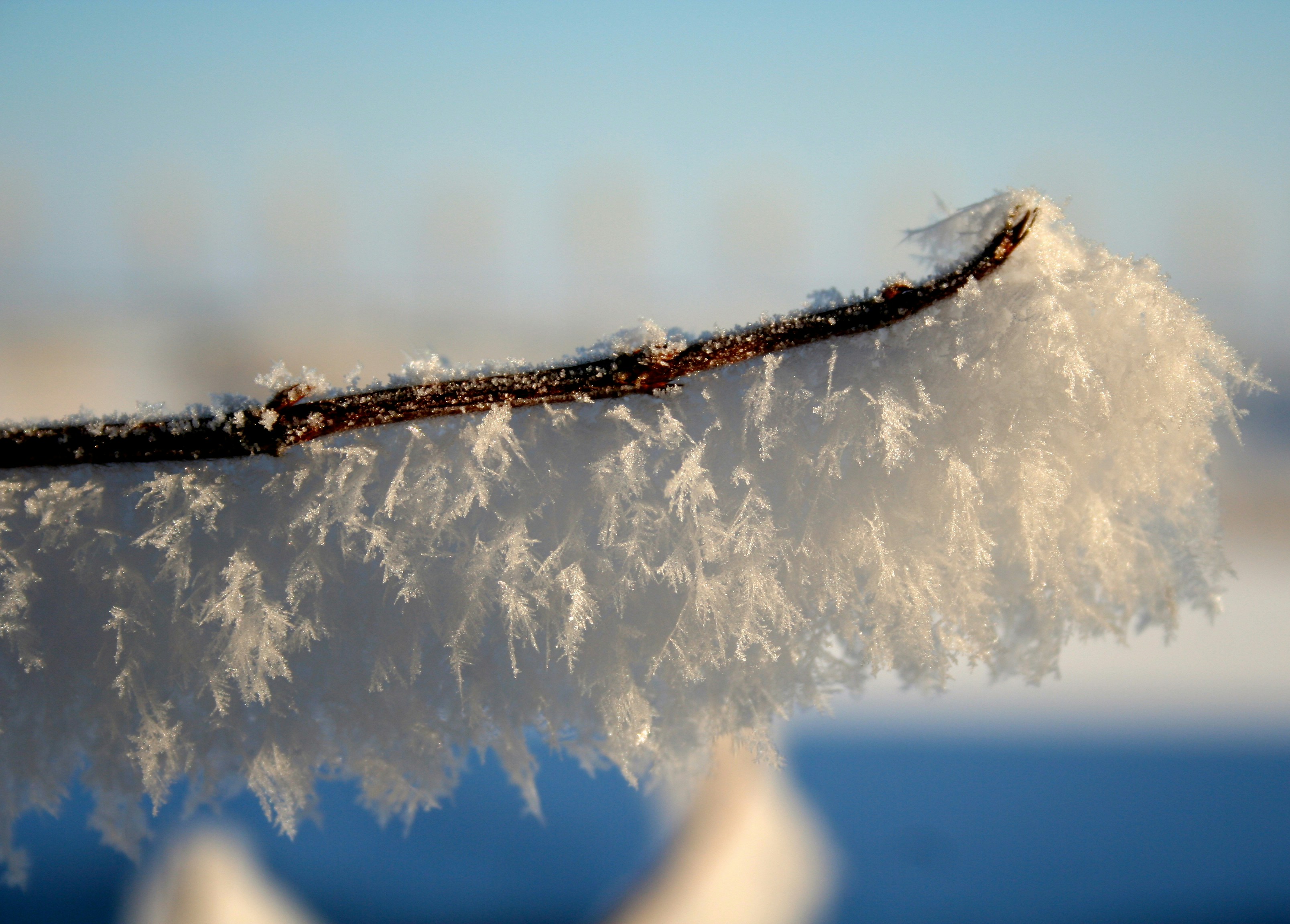 Winter frost