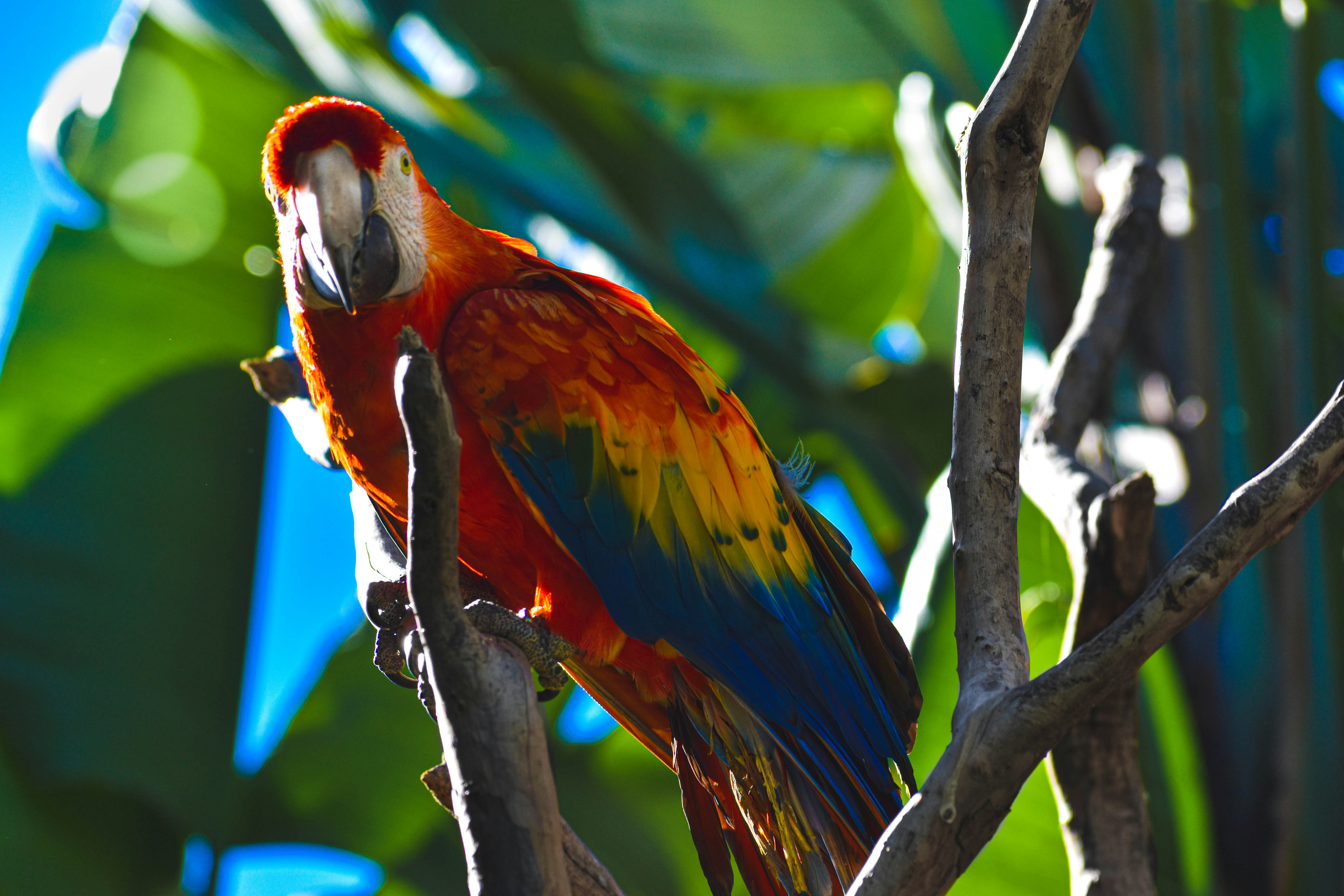 blue, red, and green macaw bird perching on a branch