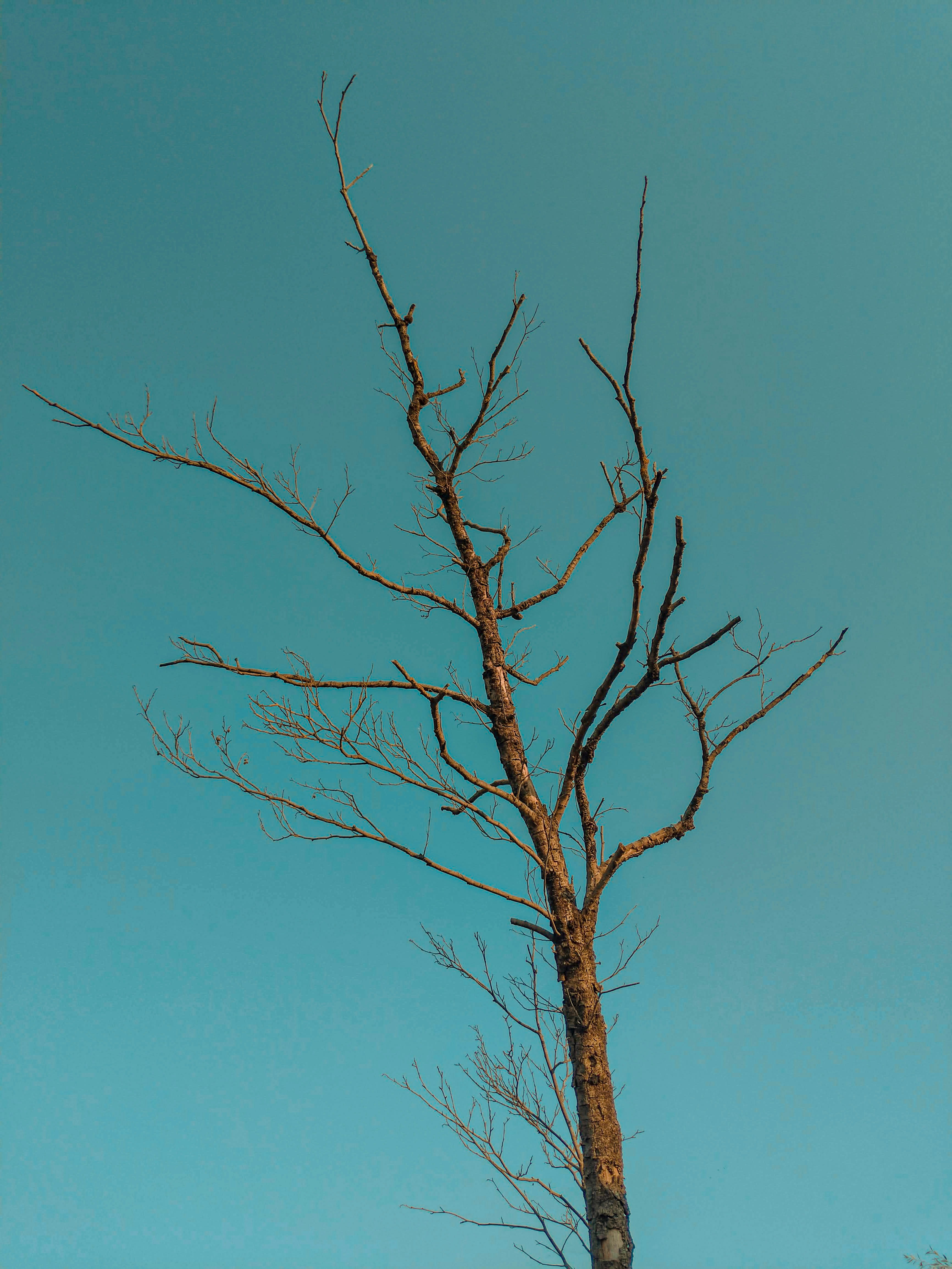 Foto Fotografía de árbol sin hoja – Imagen Azul gratis en Unsplash