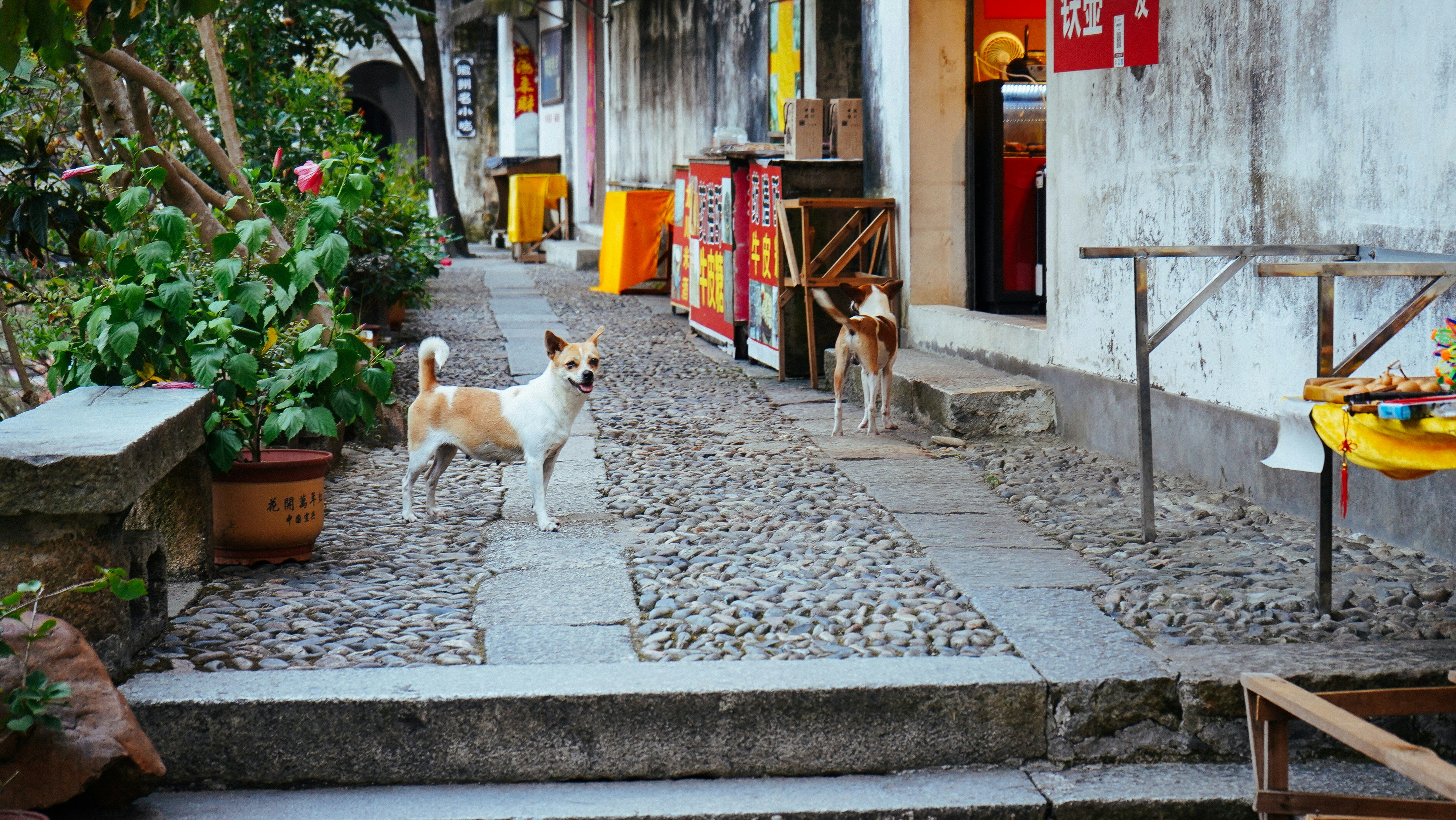 Two dogs stand in a cobblestone alley surrounded by lush greenery and rustic storefronts. The scene captures a tranquil moment in a charming neighborhood.