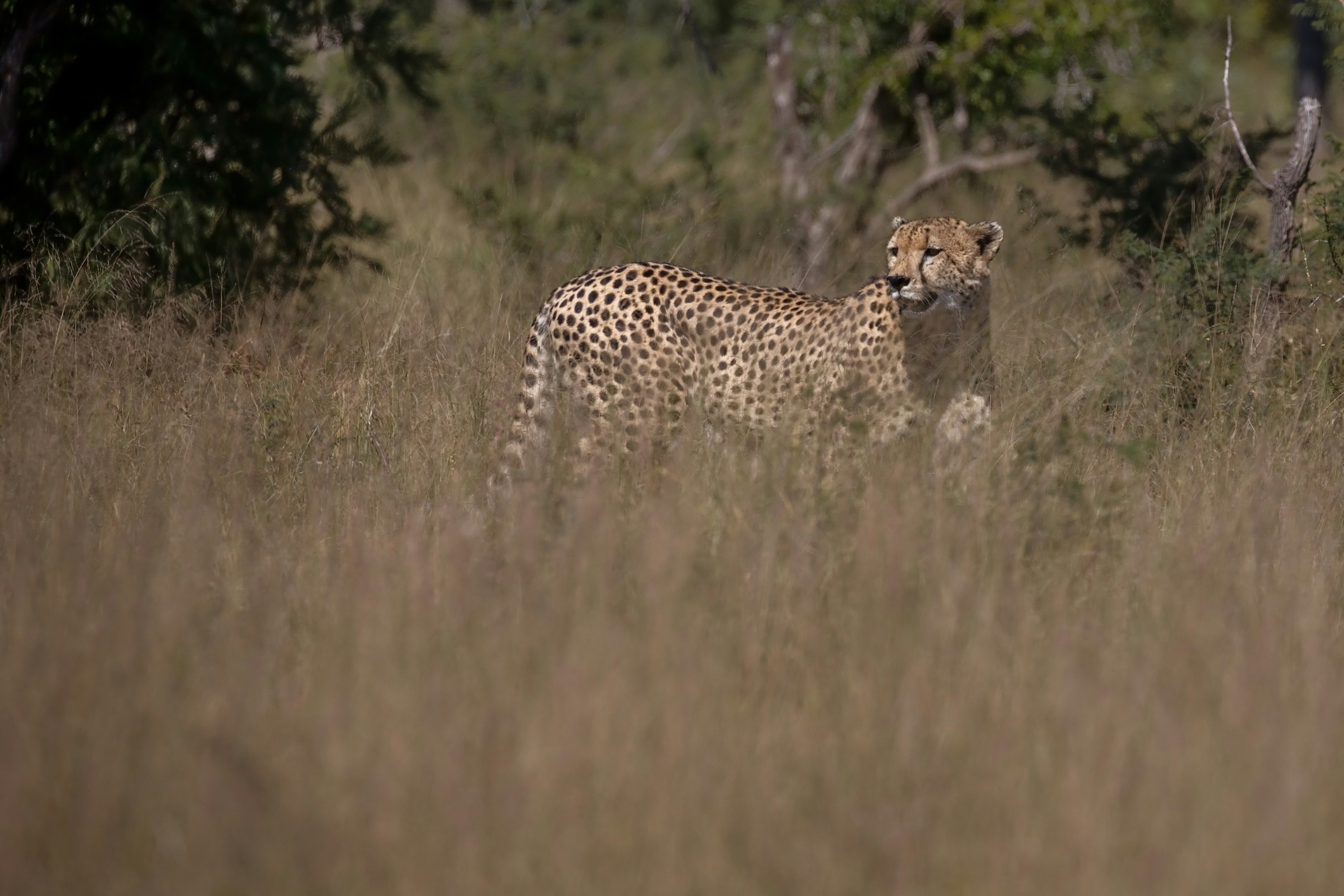 Cheetah standing on tall grasses at daytime photo – Free Grey Image on ...