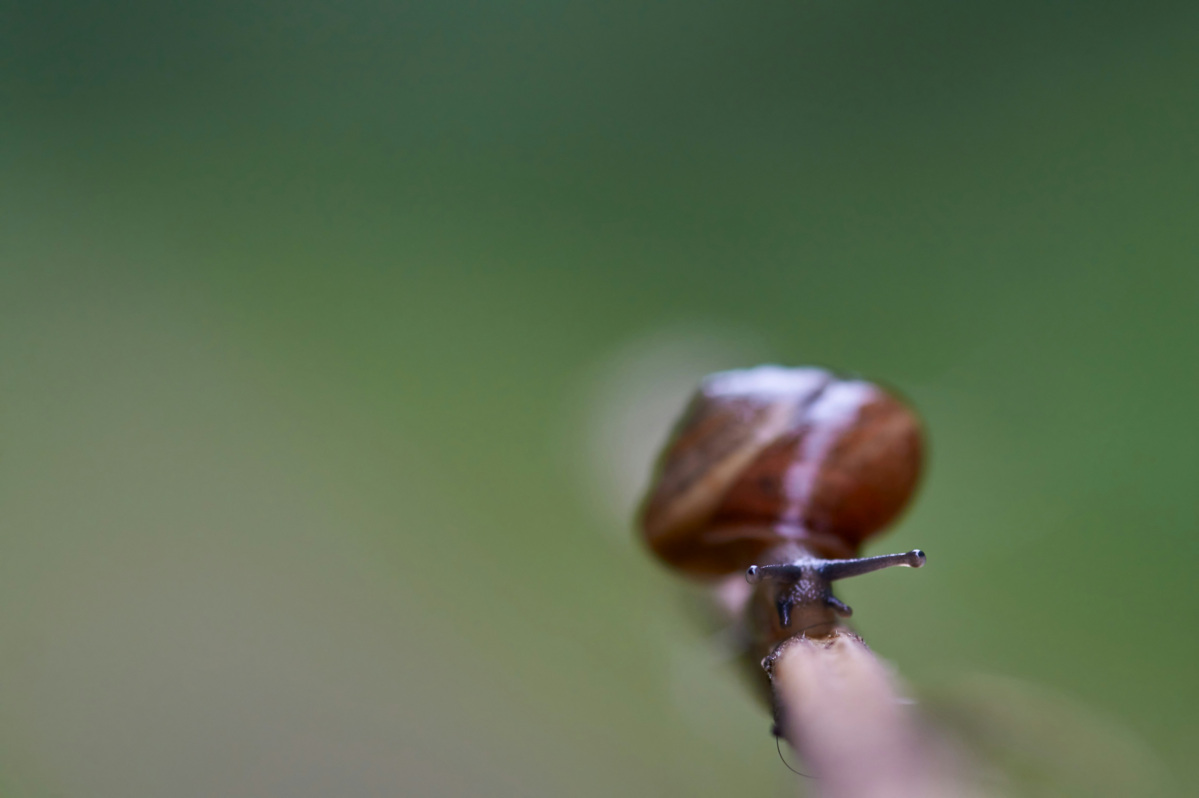A close-up of a snail gliding along a slender twig, set against a softly blurred green background. The intricate details of the snail's shell are prominently featured.