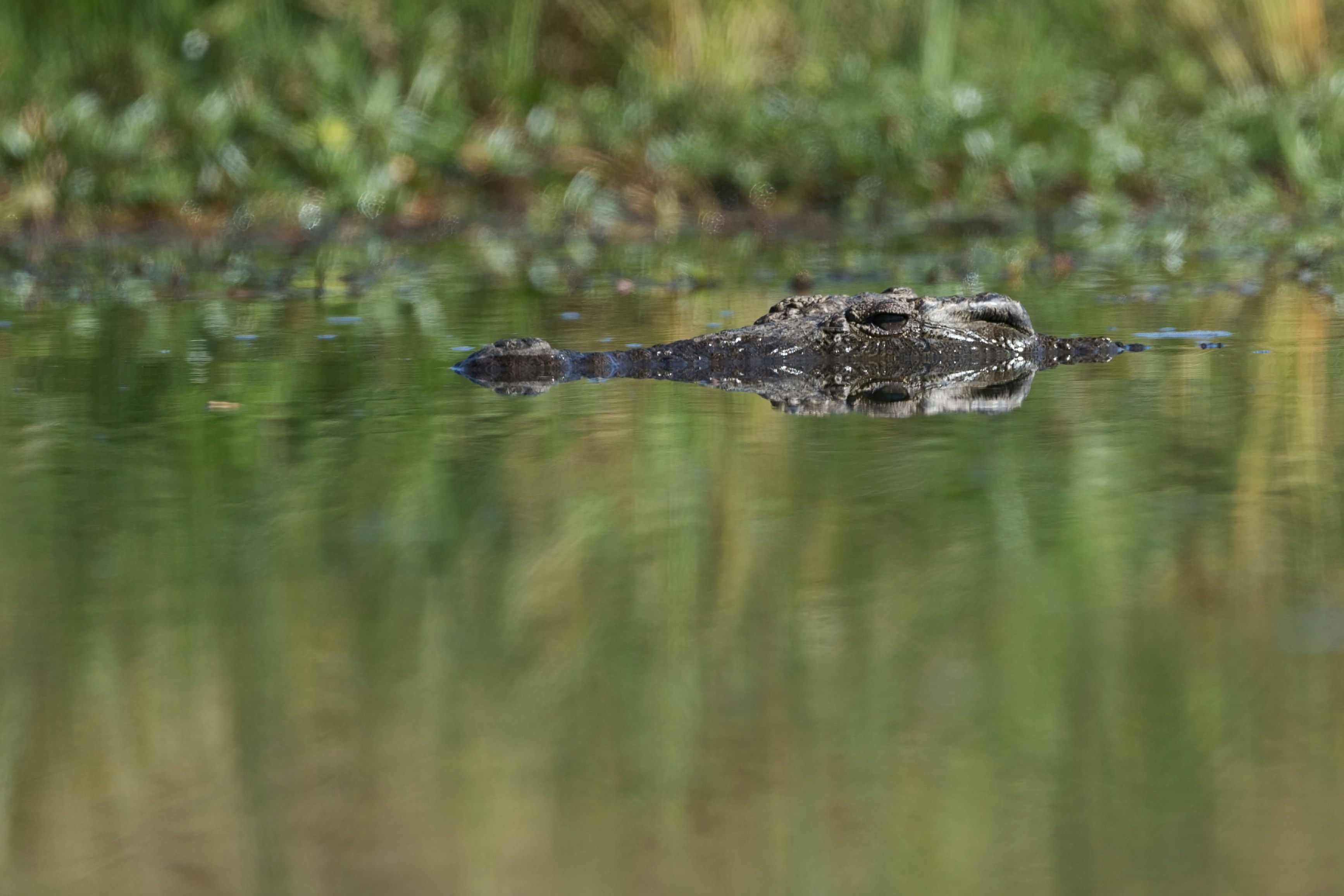 Foto Un gran caimán nadando en un cuerpo de agua – Imagen Reptil gratis ...