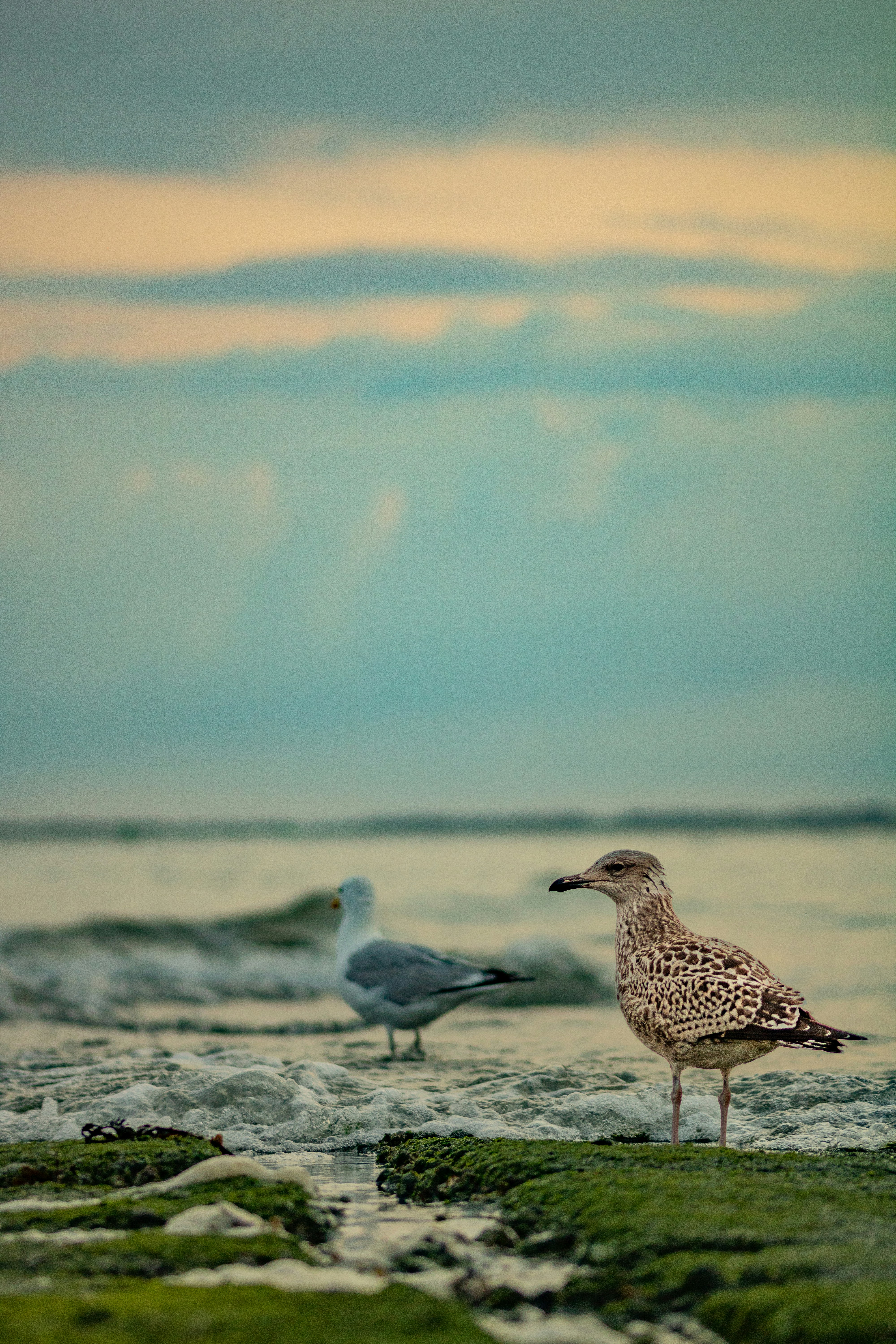 Juvenile Gull on Mossy Shore Under Quiet Coastal Light