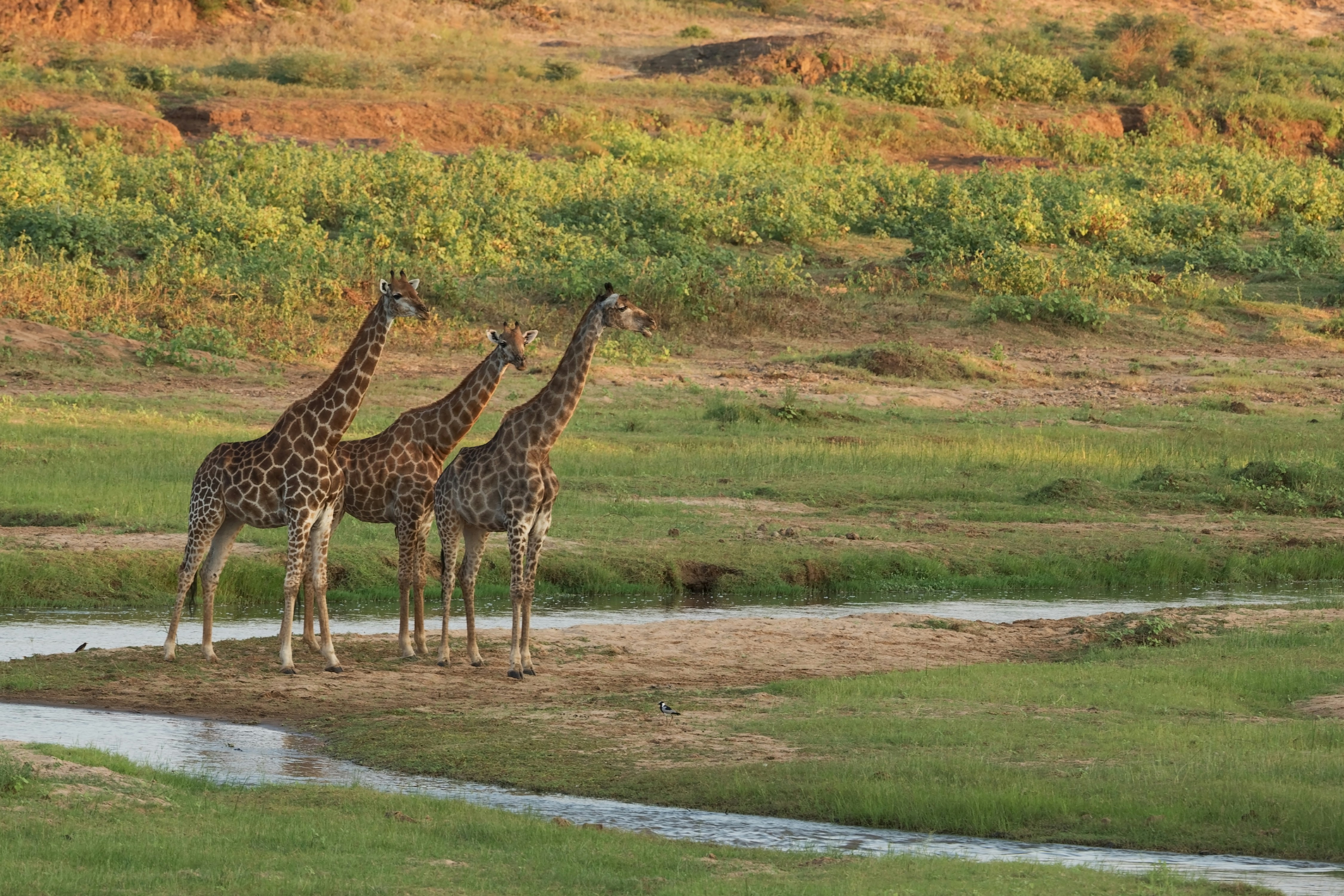 This captivating image captures three majestic giraffes standing elegantly by a tranquil stream, set against a lush, verdant landscape. The warm, golden hues of the late afternoon sun illuminate their patterned coats, creating a harmonious blend with the surrounding greenery. The composition highlights the serene interaction of wildlife and nature, making the scene visually striking and evocative of the African savannah's timeless beauty.