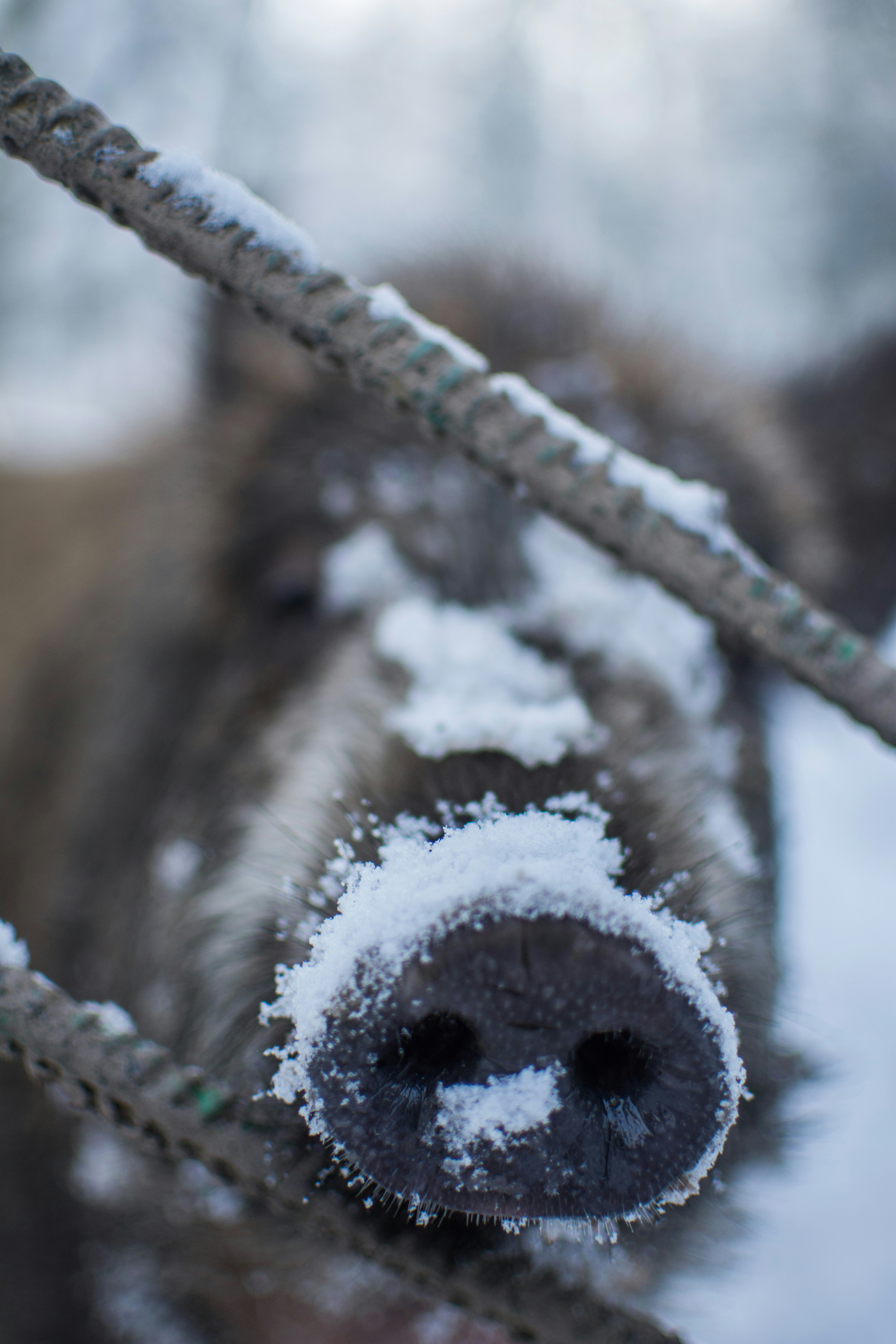 Nose of Frost: A Polarized Nose Ring of Snow-Flecked Steam