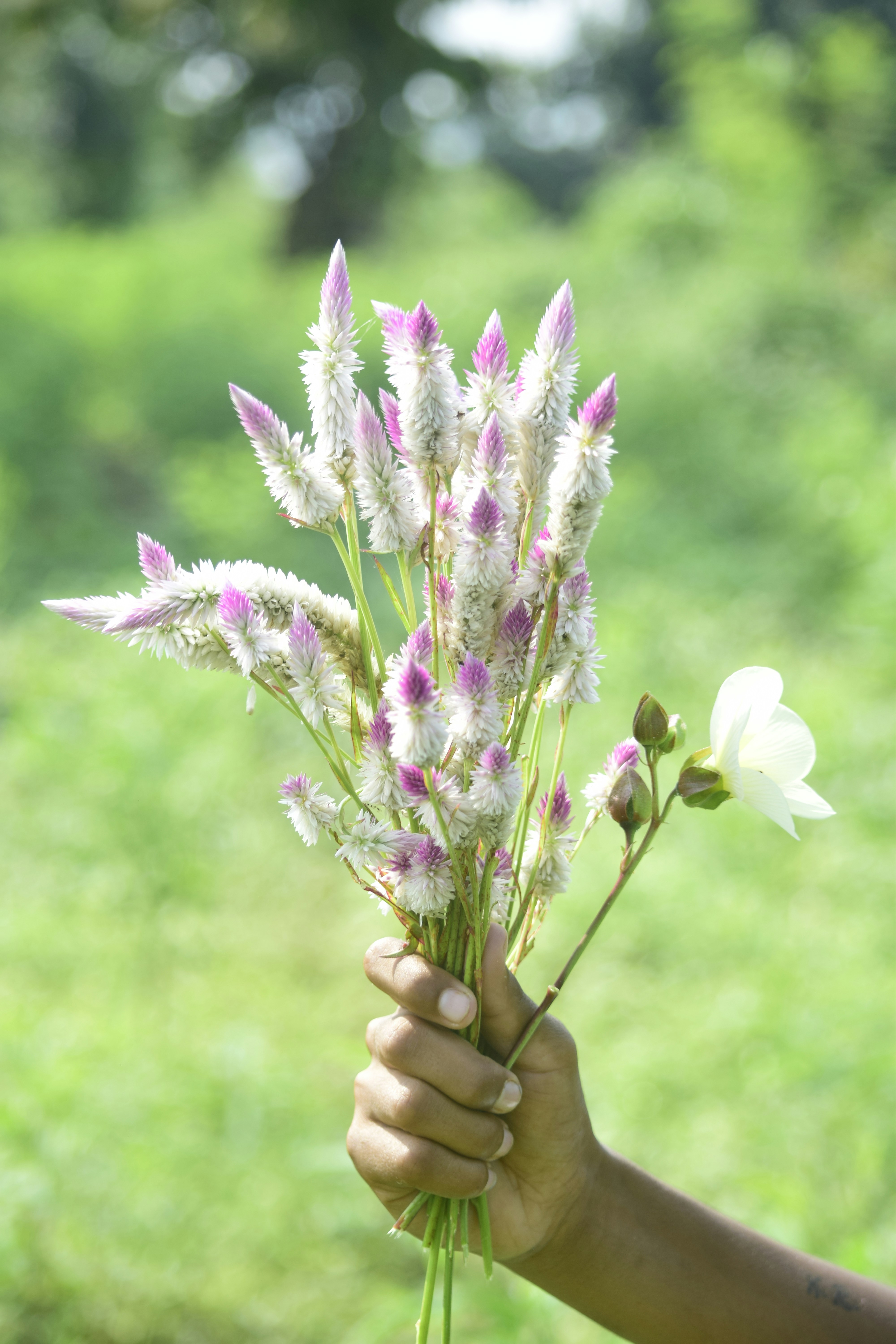 Sunlit Foxtail Bouquet: a hand-posed bundle of white-pink blooms against a meadow