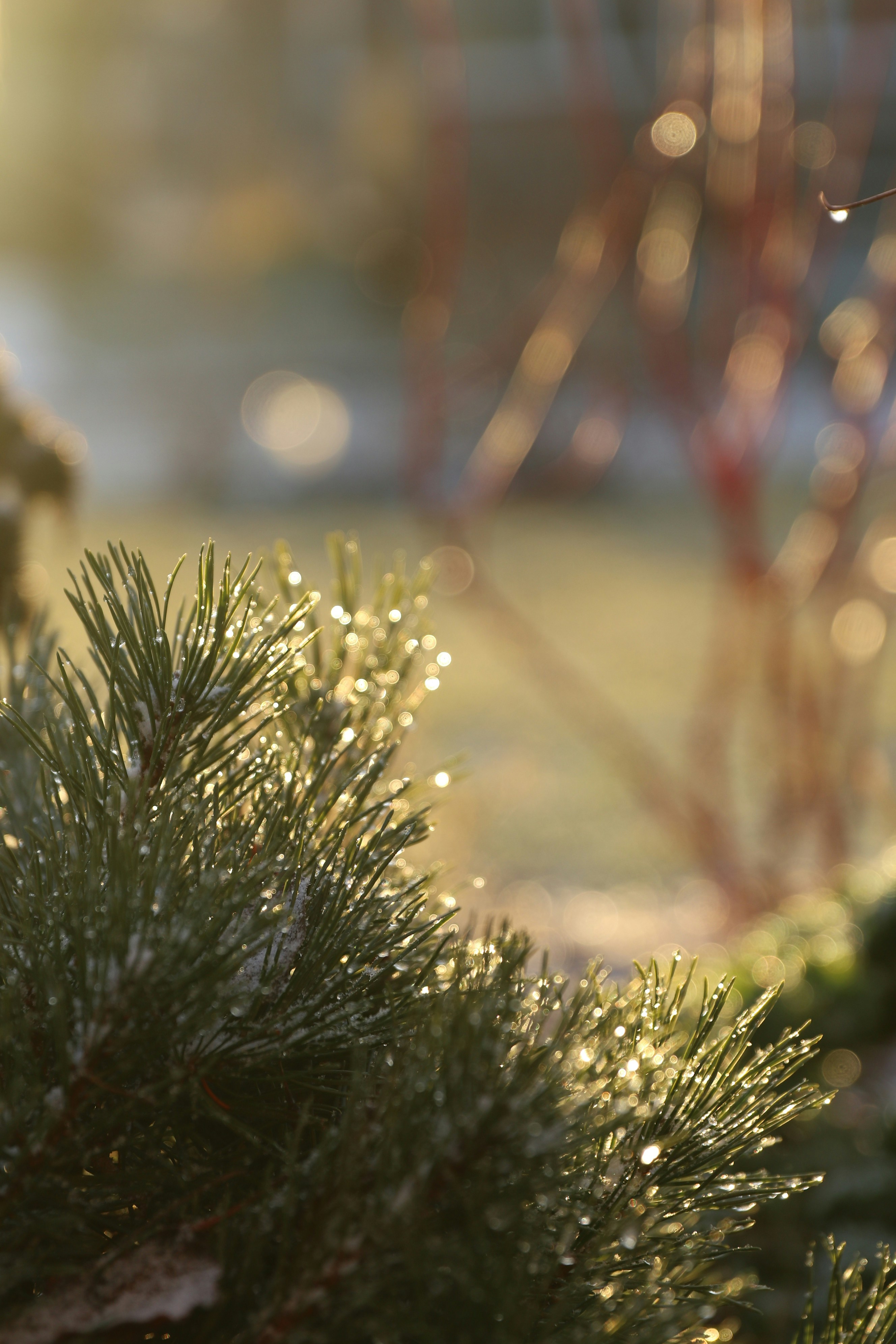 Dawn Frost on Pine Needles
