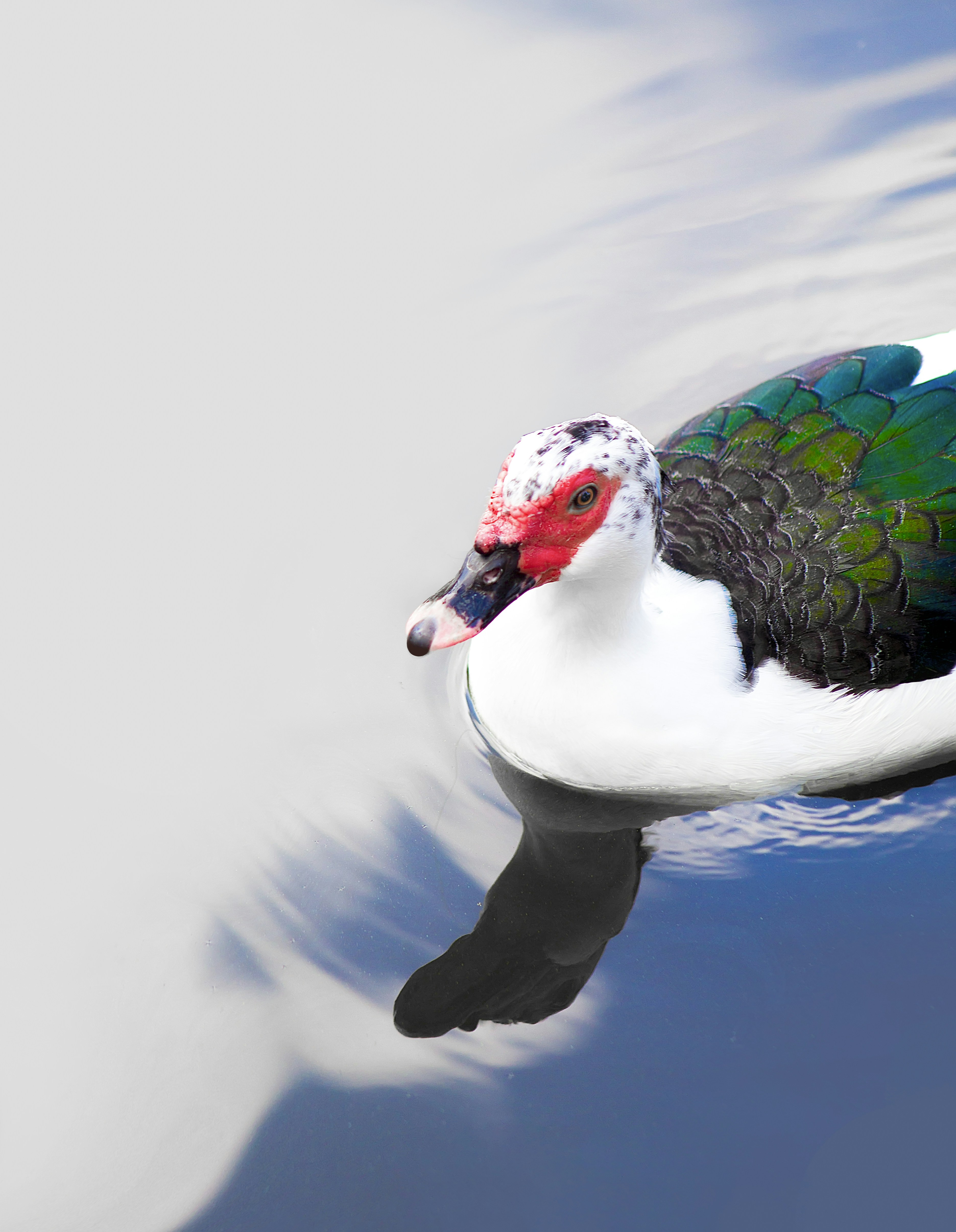 Red-crested Shelduck: Gliding Over Quiet Water