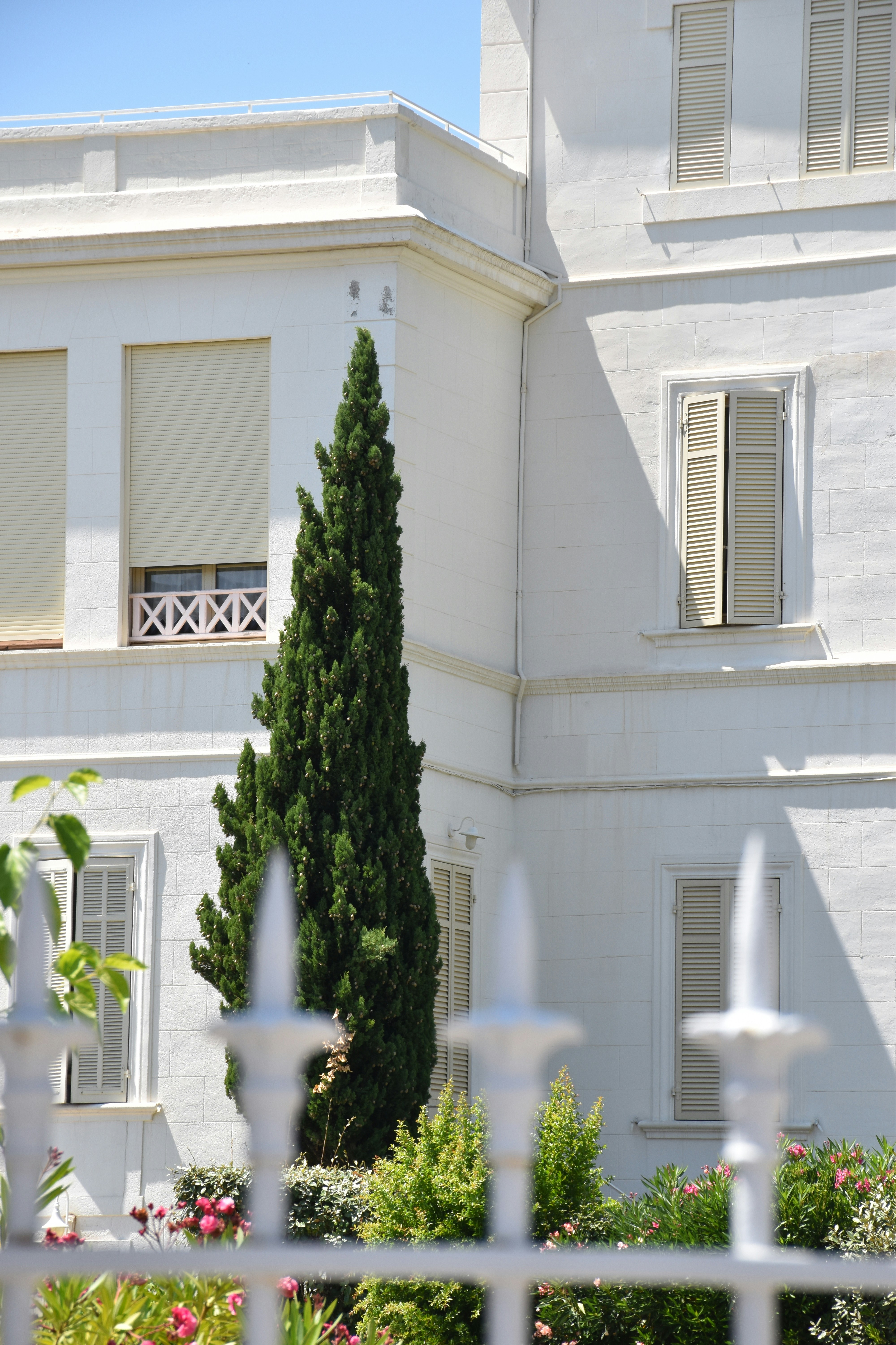 A tall cypress tree stands beside a white building with shuttered windows, framed by vibrant flowers and foliage.