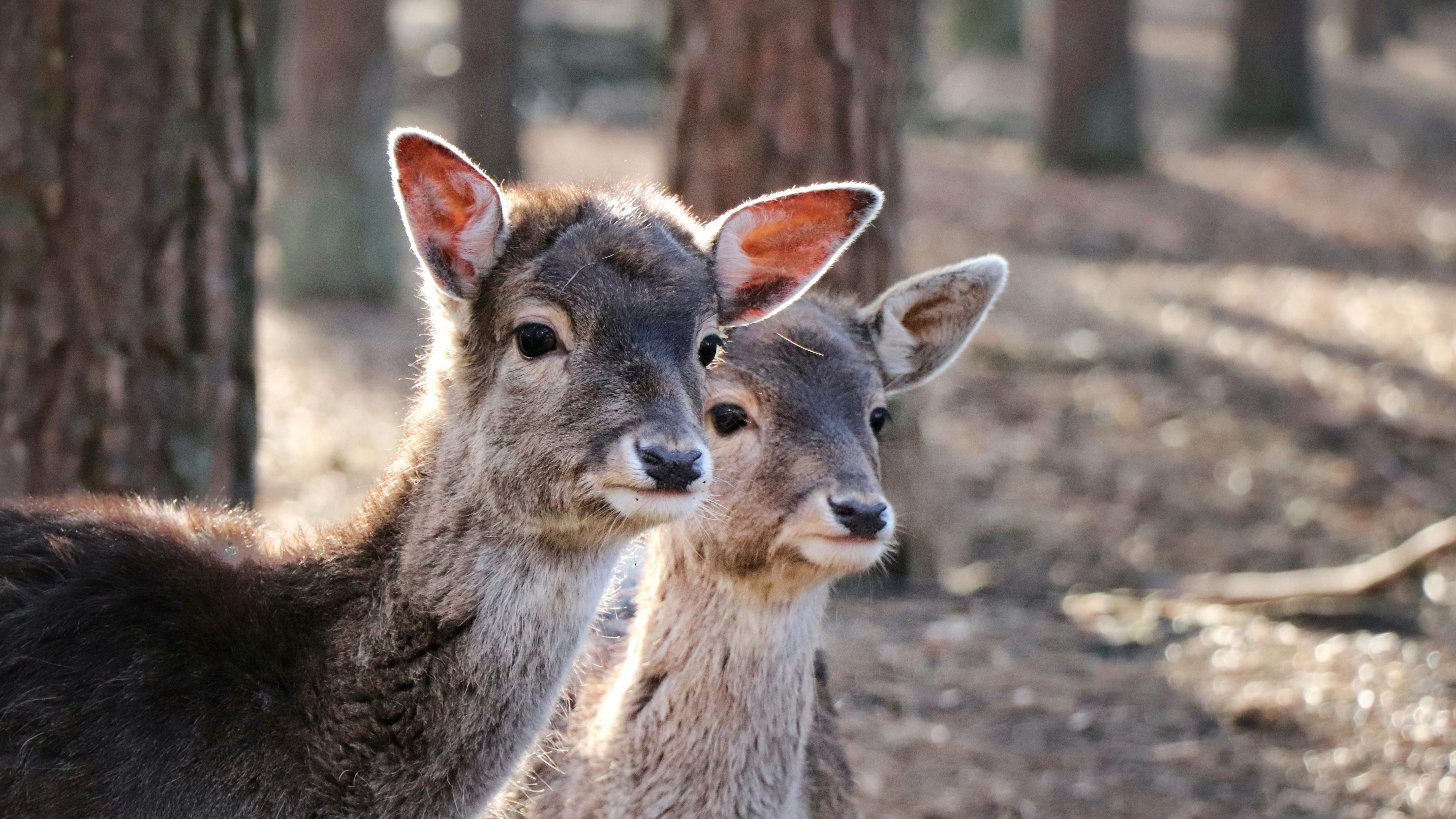 Dappled Duo: Fawns Beneath the Pines