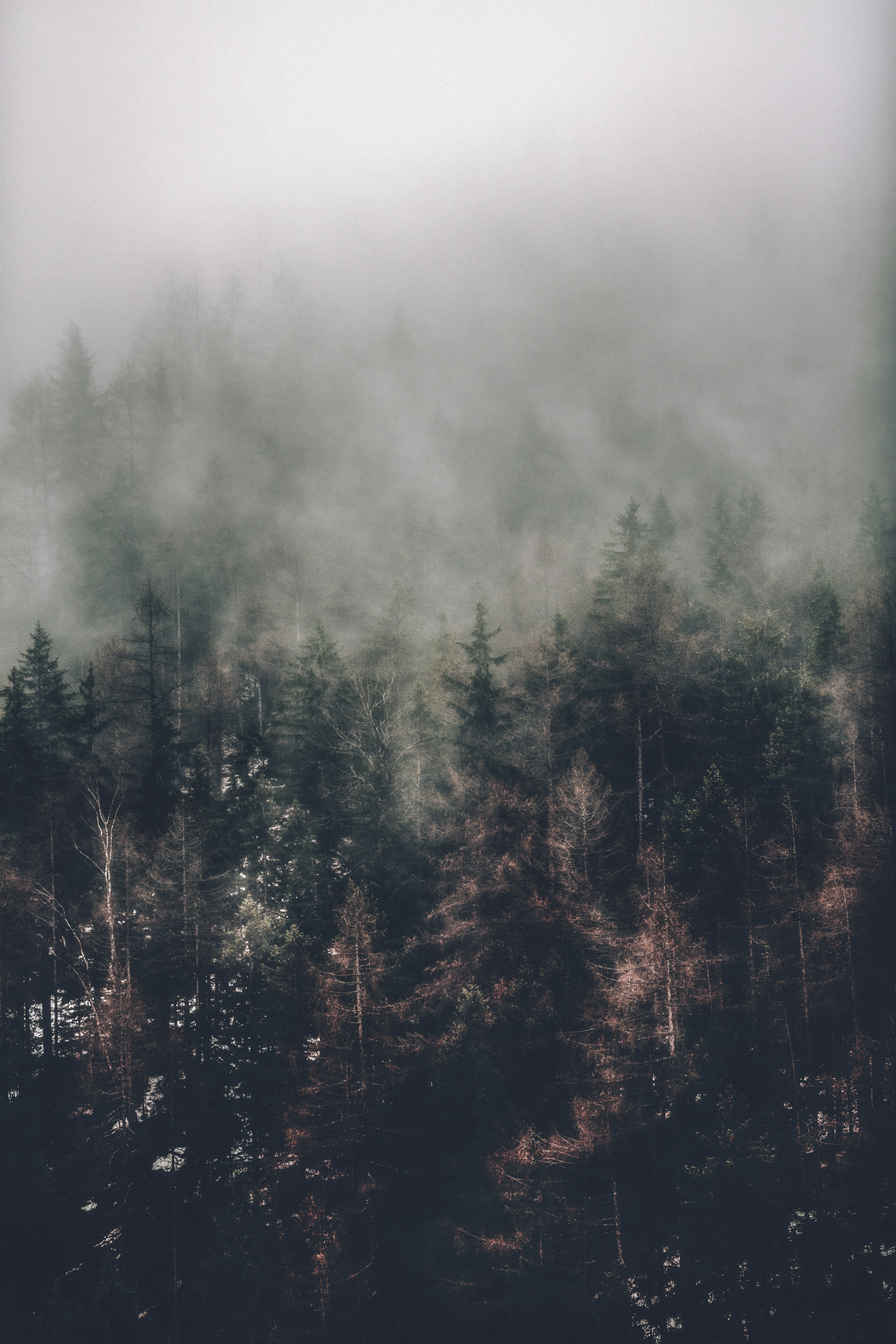 Misty trees | 7 best free outdoor, grey, mist and aby photos on Unsplash