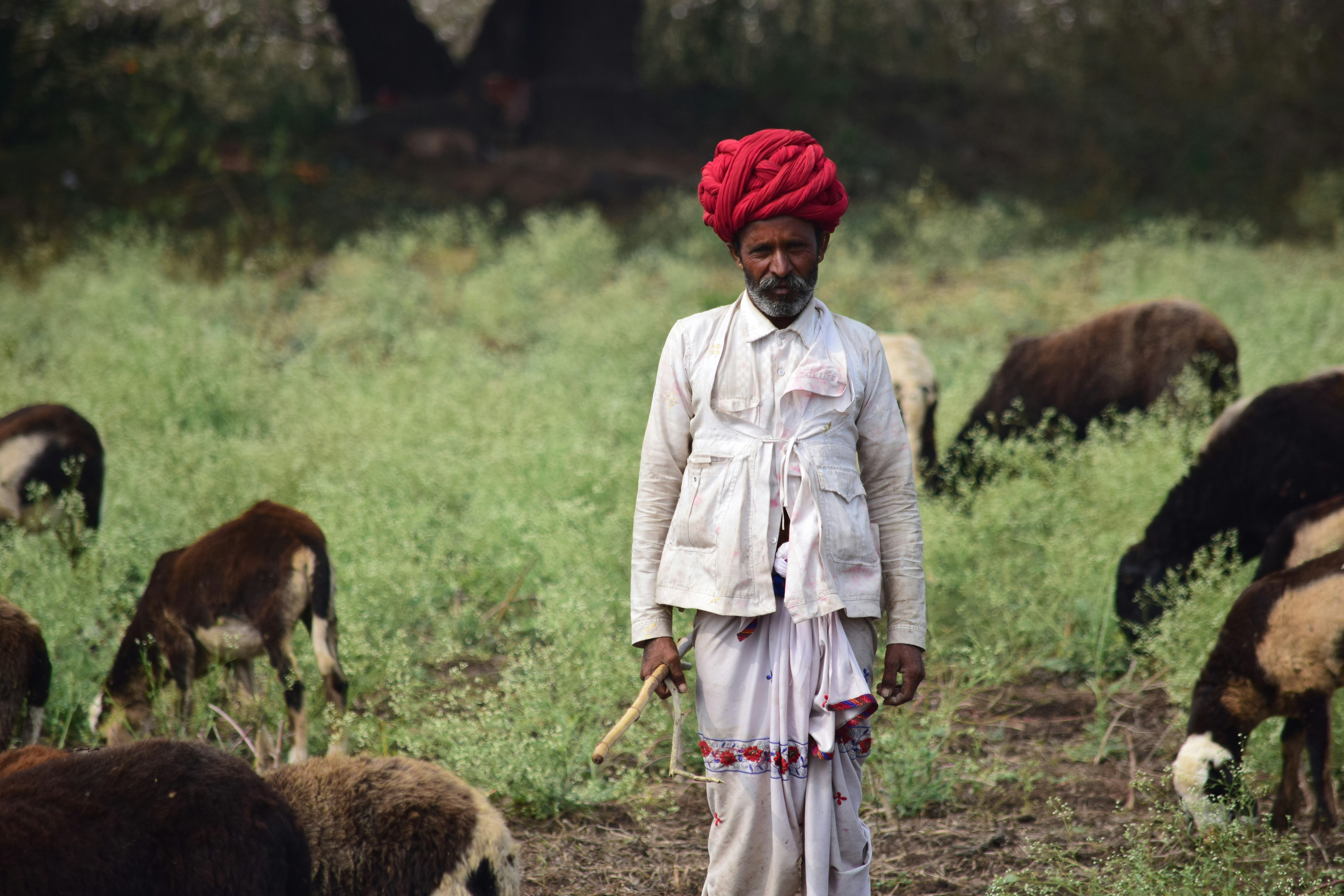 Man with goats photo – Free Human Image on Unsplash