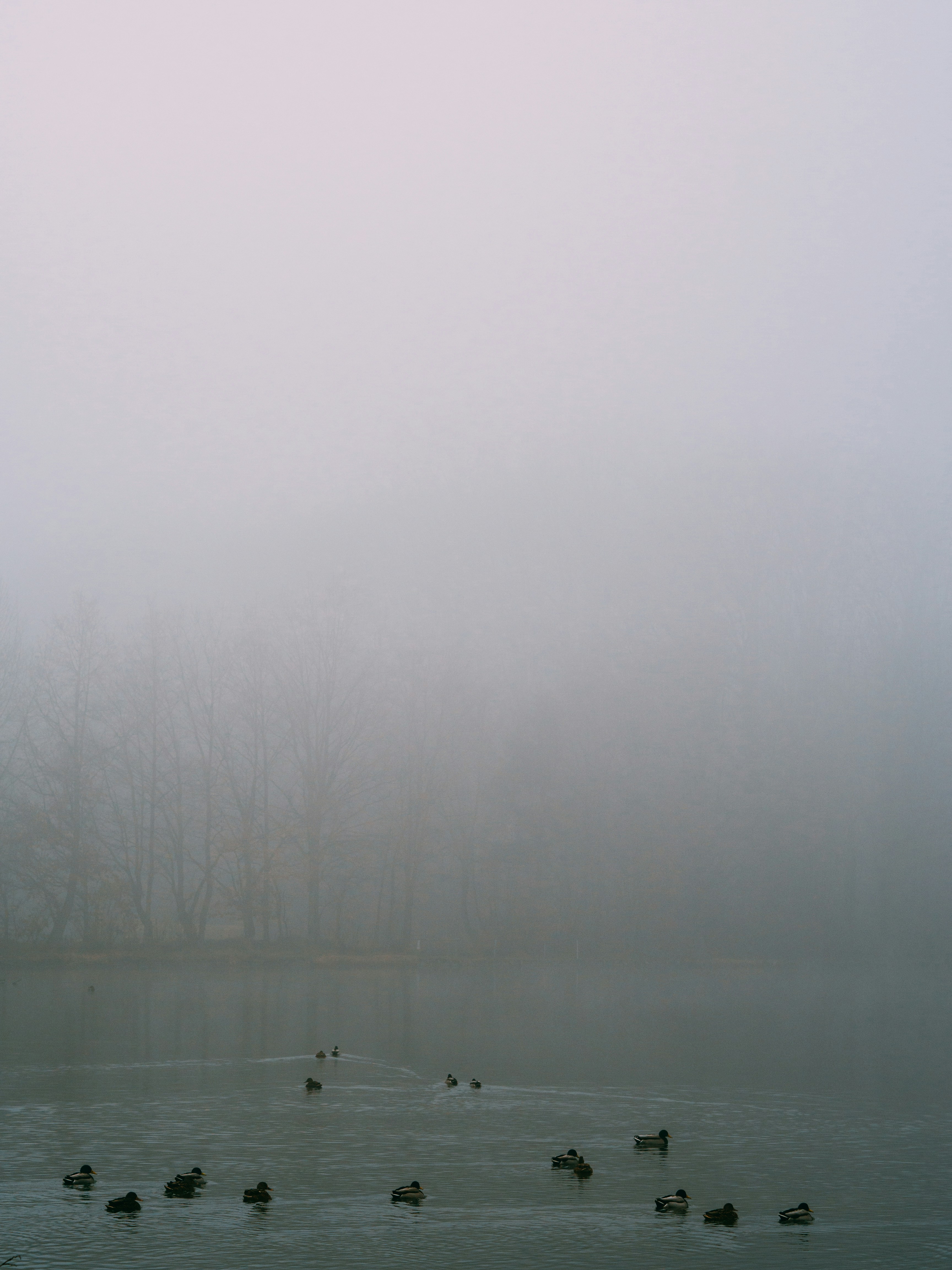 Dawn Fog Over a Quiet Lake: Ducks Trace Gentle Ripples