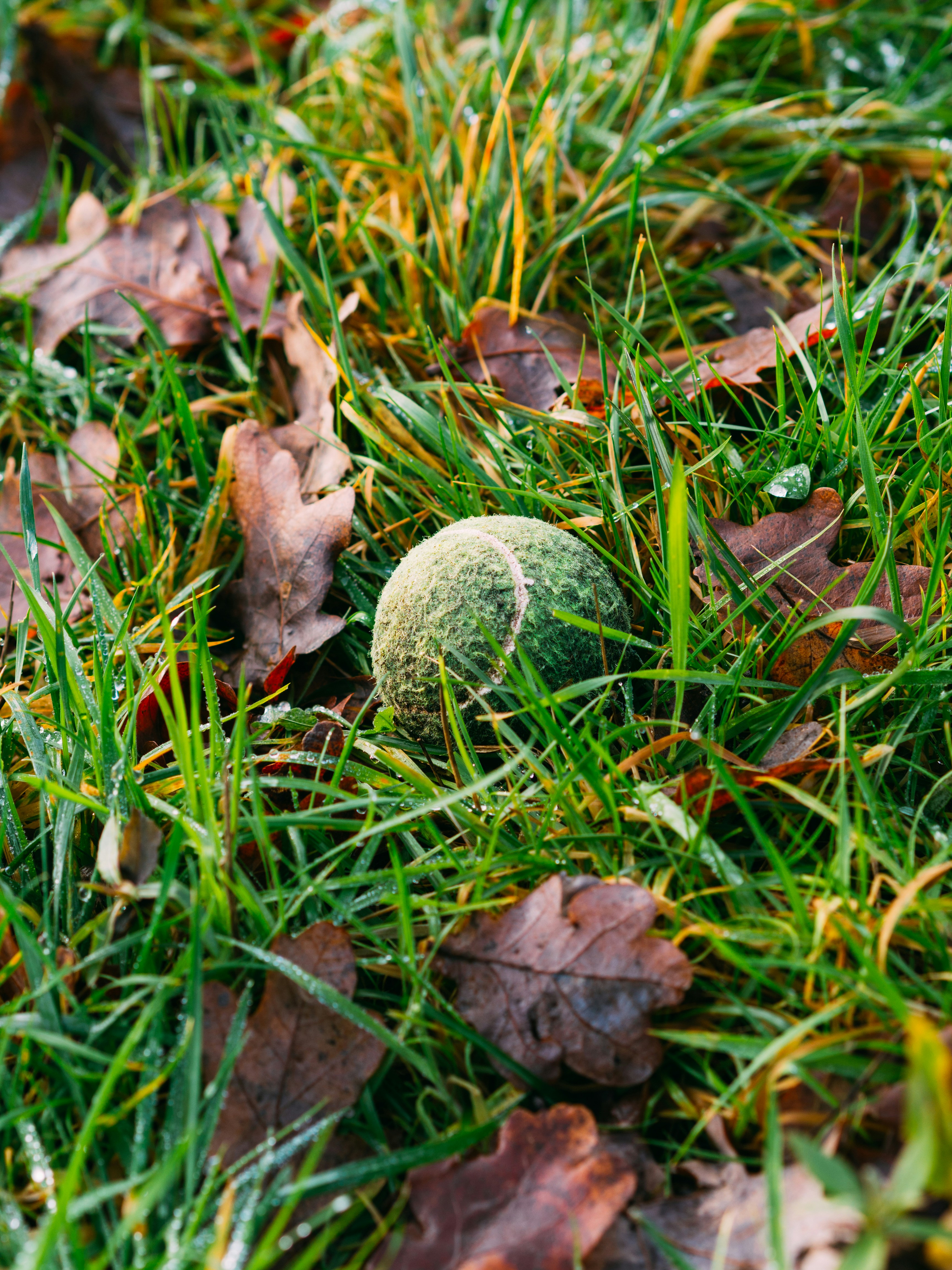 Lone Tennis Ball Nestled in Wet Autumn Grass
